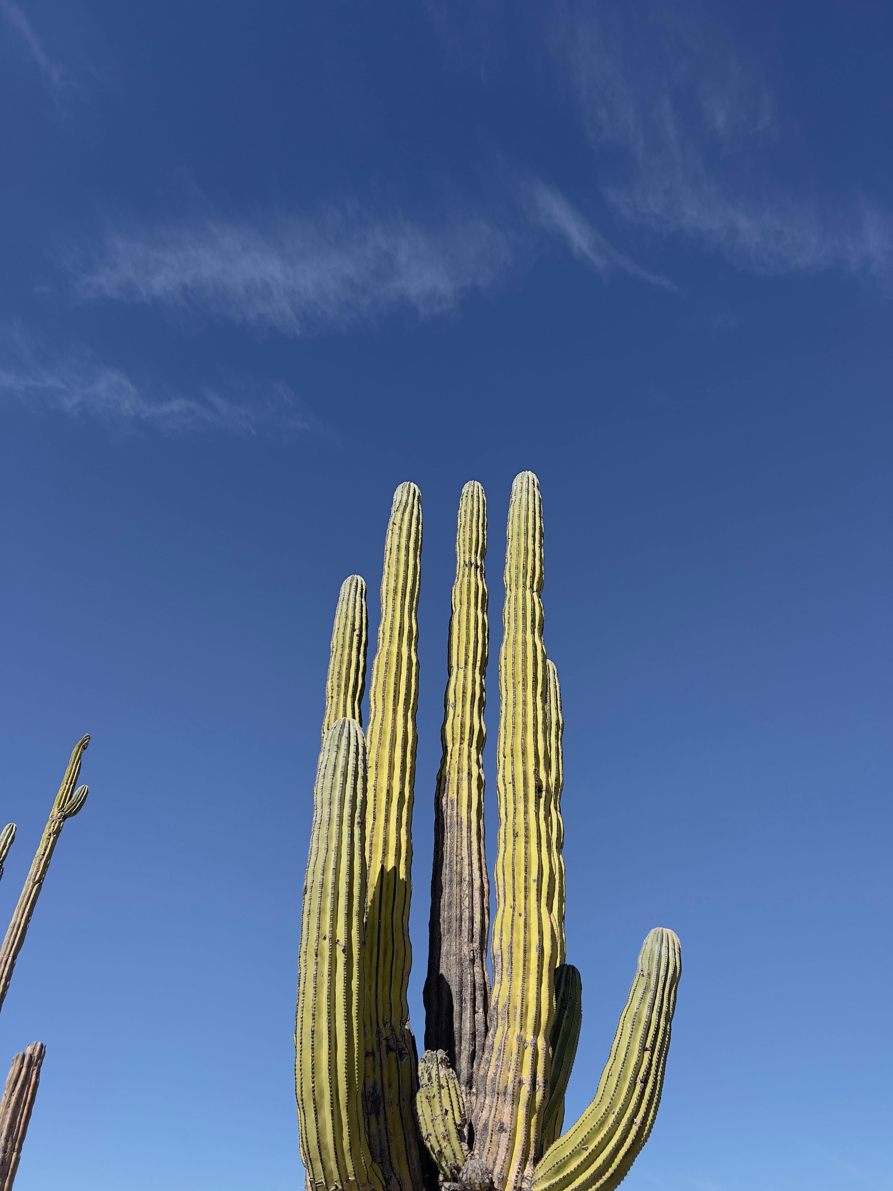 Cactus on a Desert · Free Stock Photo
