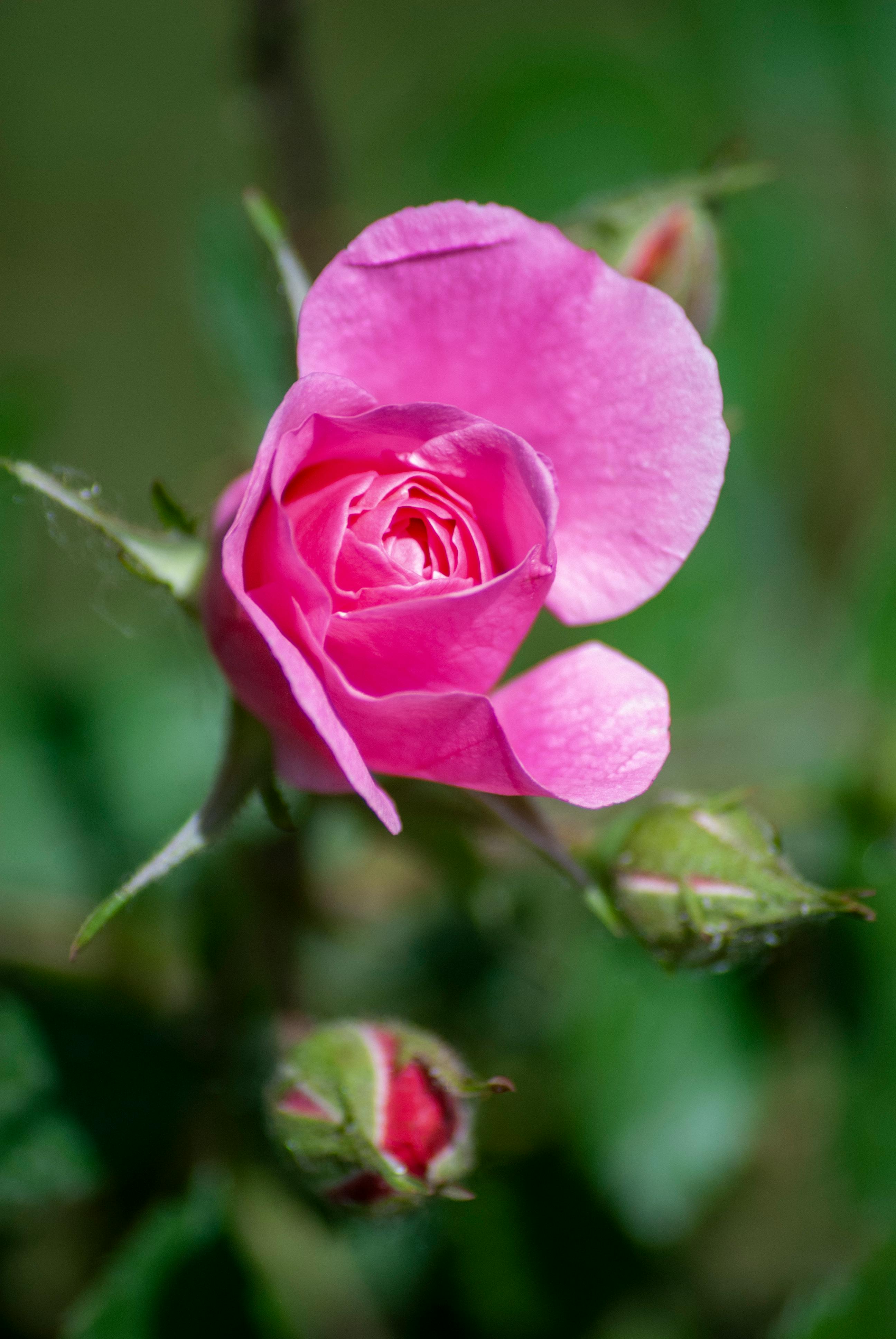 Shallow Focus Photography of Pink Rose · Free Stock Photo