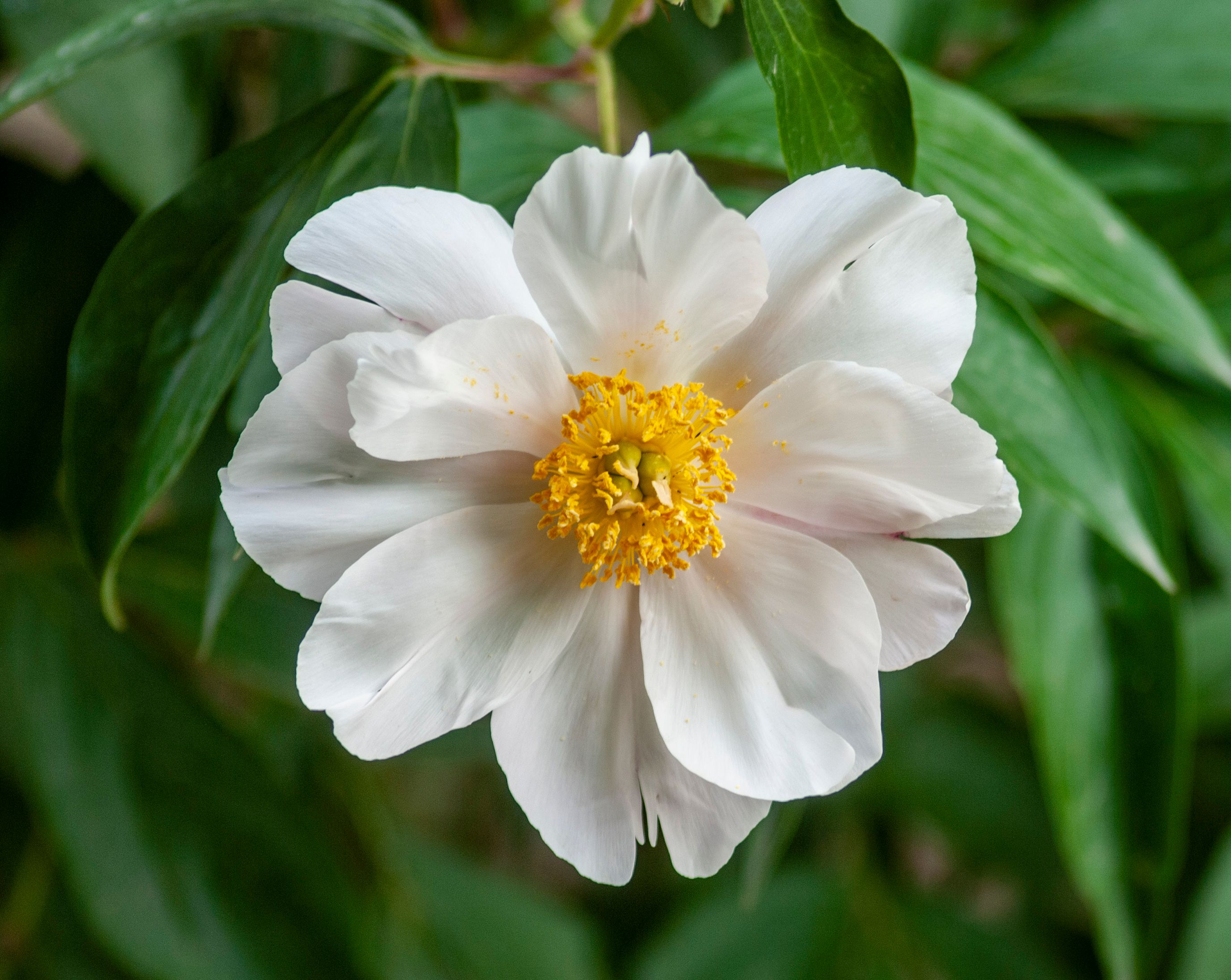 White Peony Flowers · Free Stock Photo