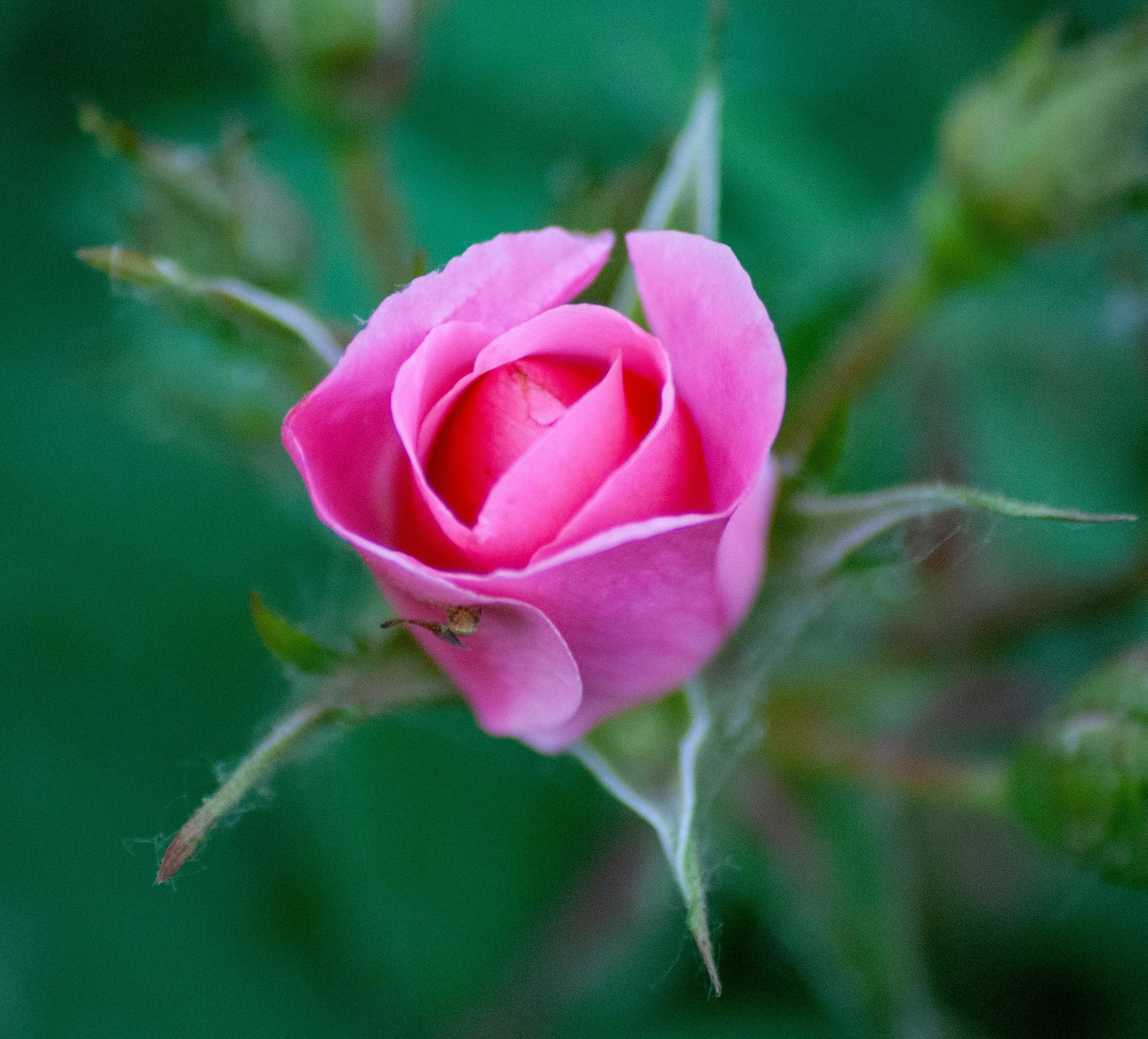 Close-up View of Hands Holding Rose · Free Stock Photo