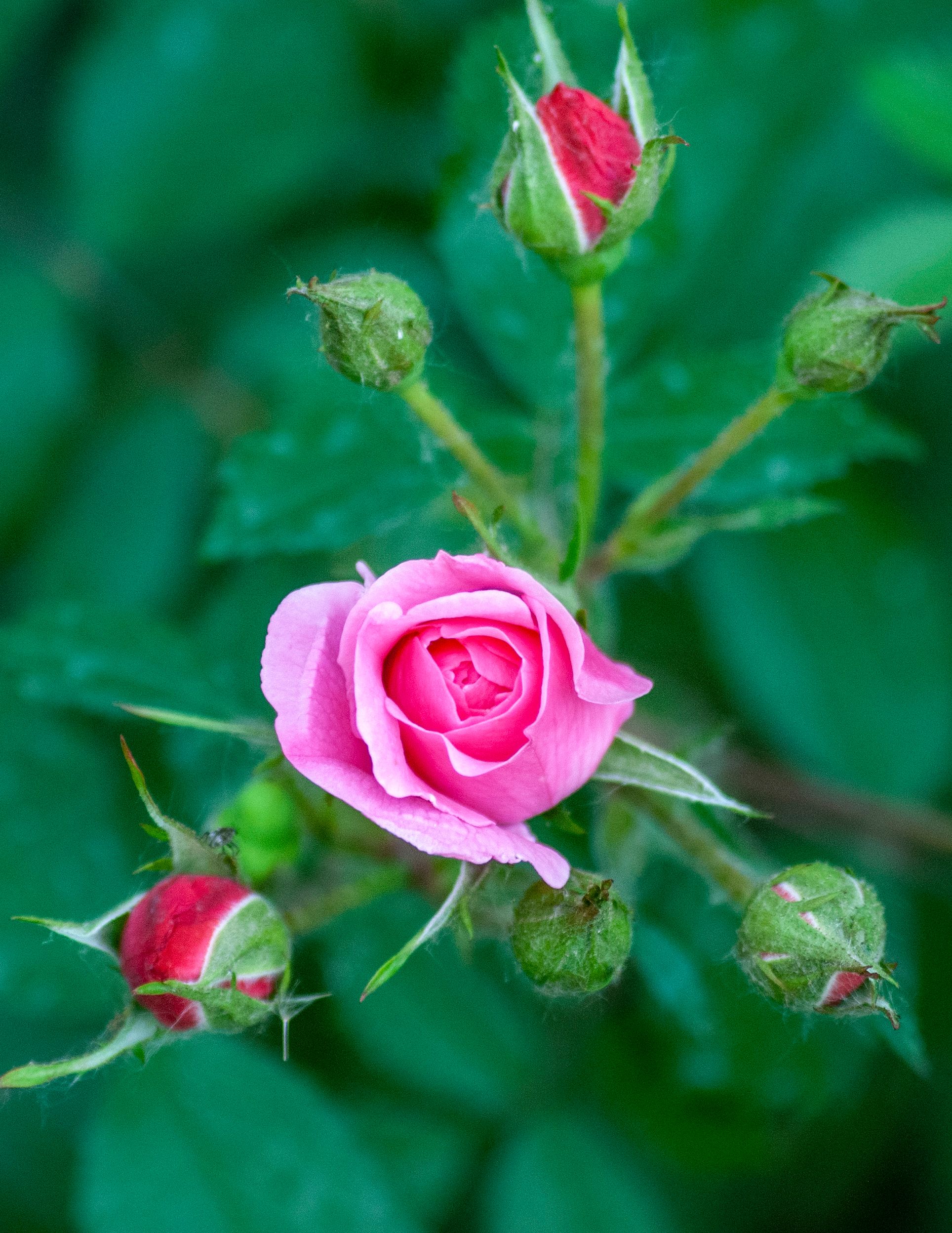 Close-up View of Hands Holding Rose · Free Stock Photo