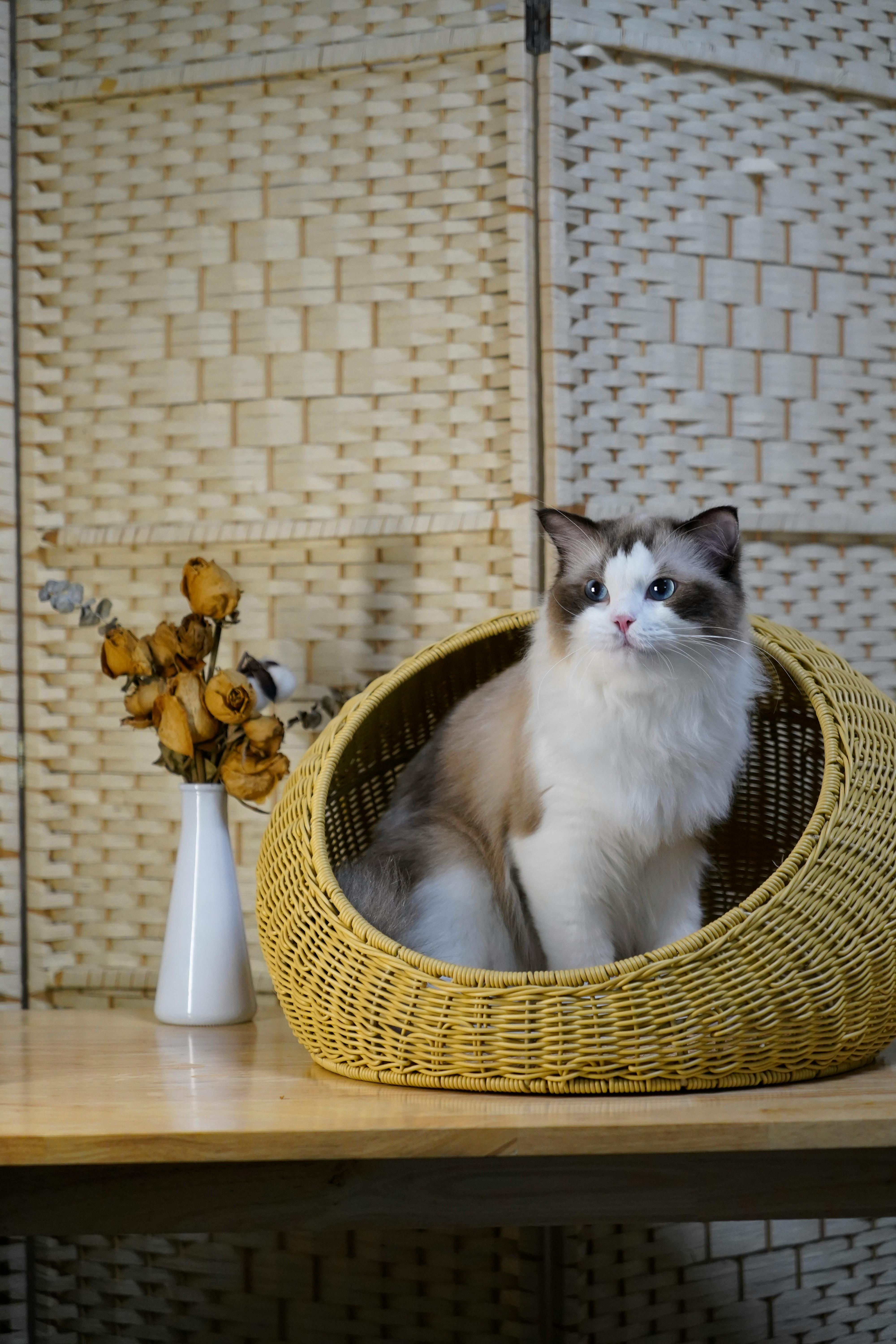 Cat Sitting in Wicker Basket · Free Stock Photo