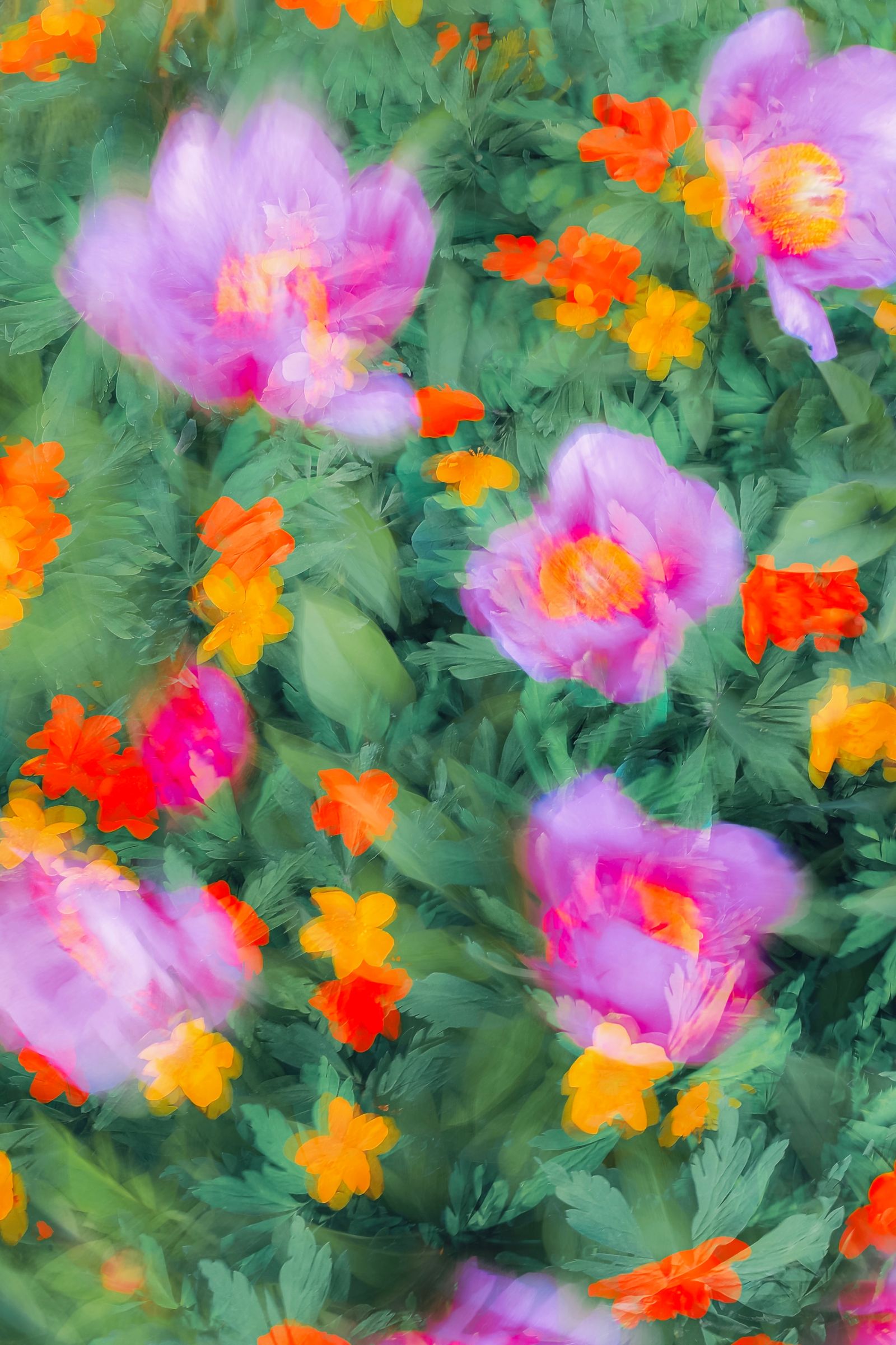 Blurry Flowers Photos, Download The BEST Free Blurry Flowers Stock ...