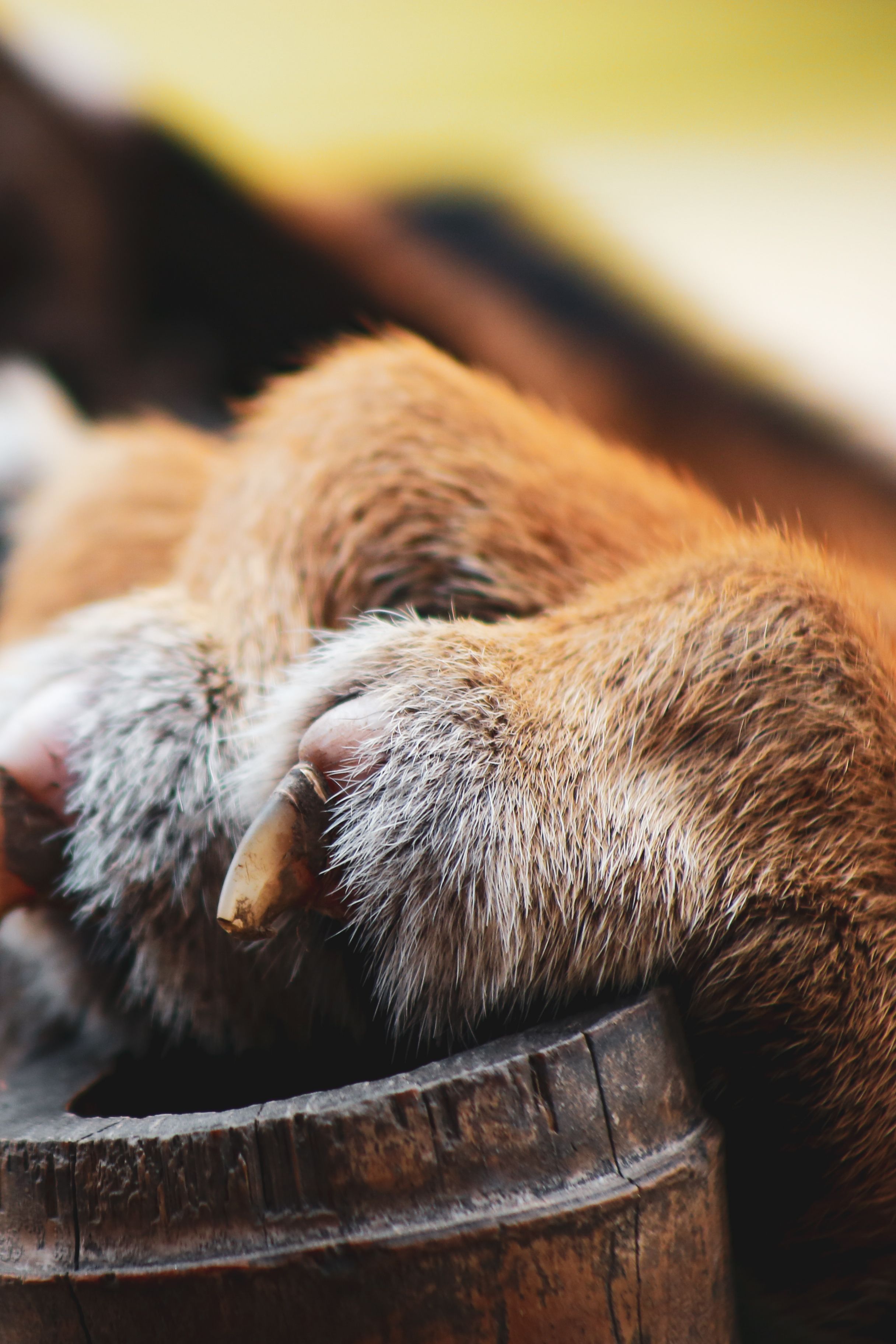 Close-up of an Animal Paw · Free Stock Photo