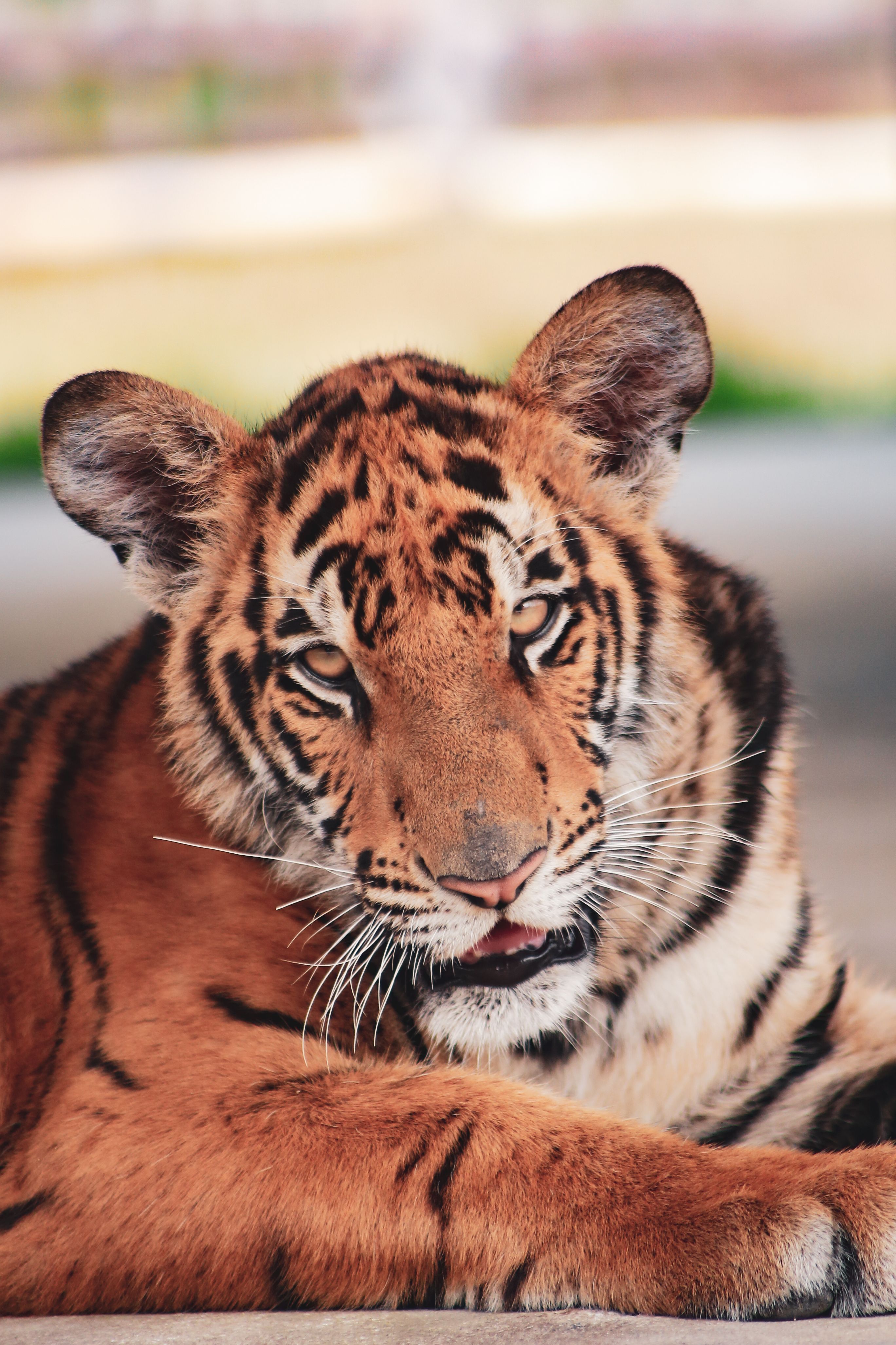 Close-Up Photography of Tiger · Free Stock Photo