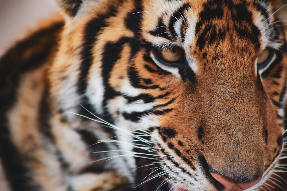 Tiger Face Photos, Download The BEST Free Tiger Face Stock Photos & HD ...
