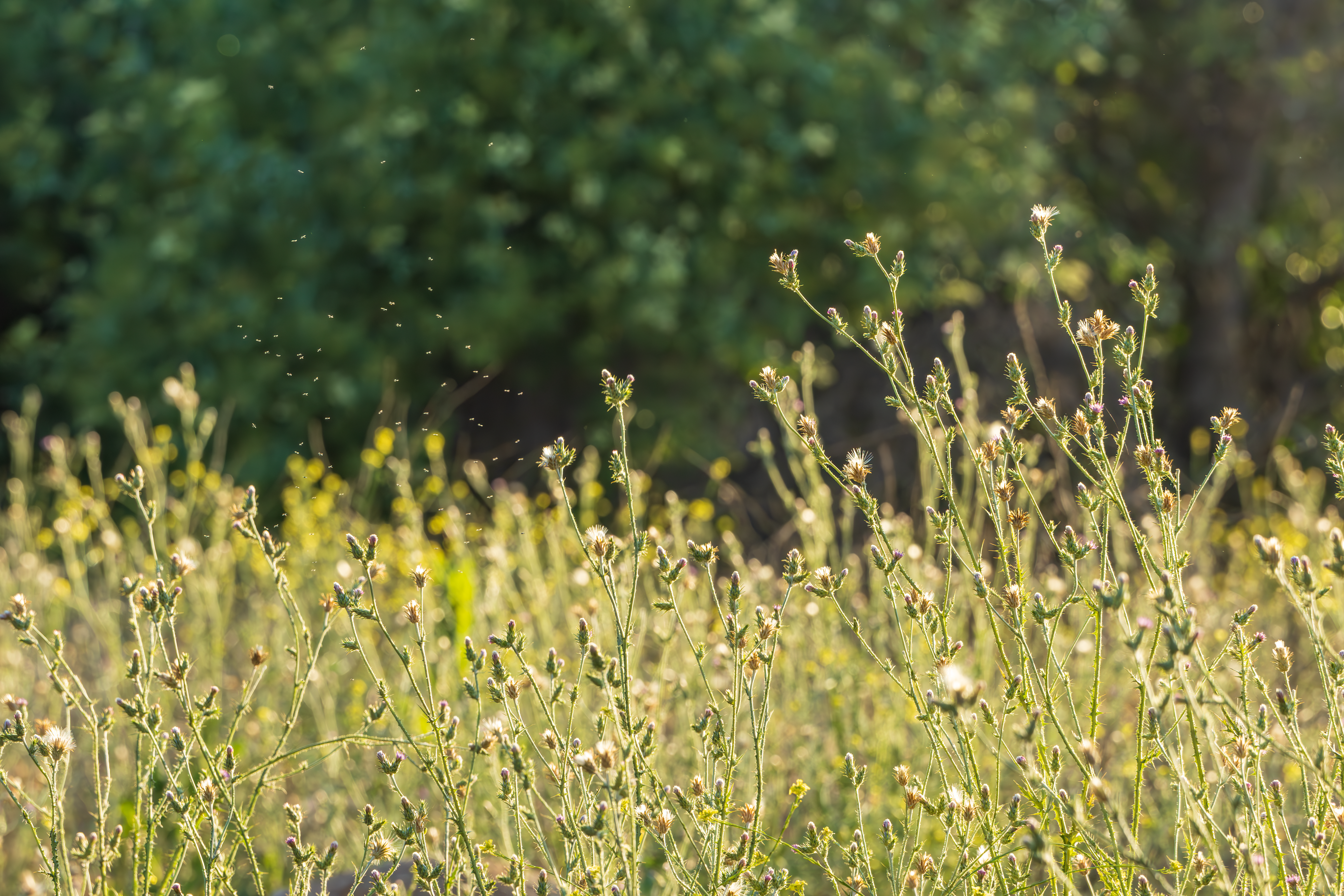 Pollinating Plants on the Meadow · Free Stock Photo