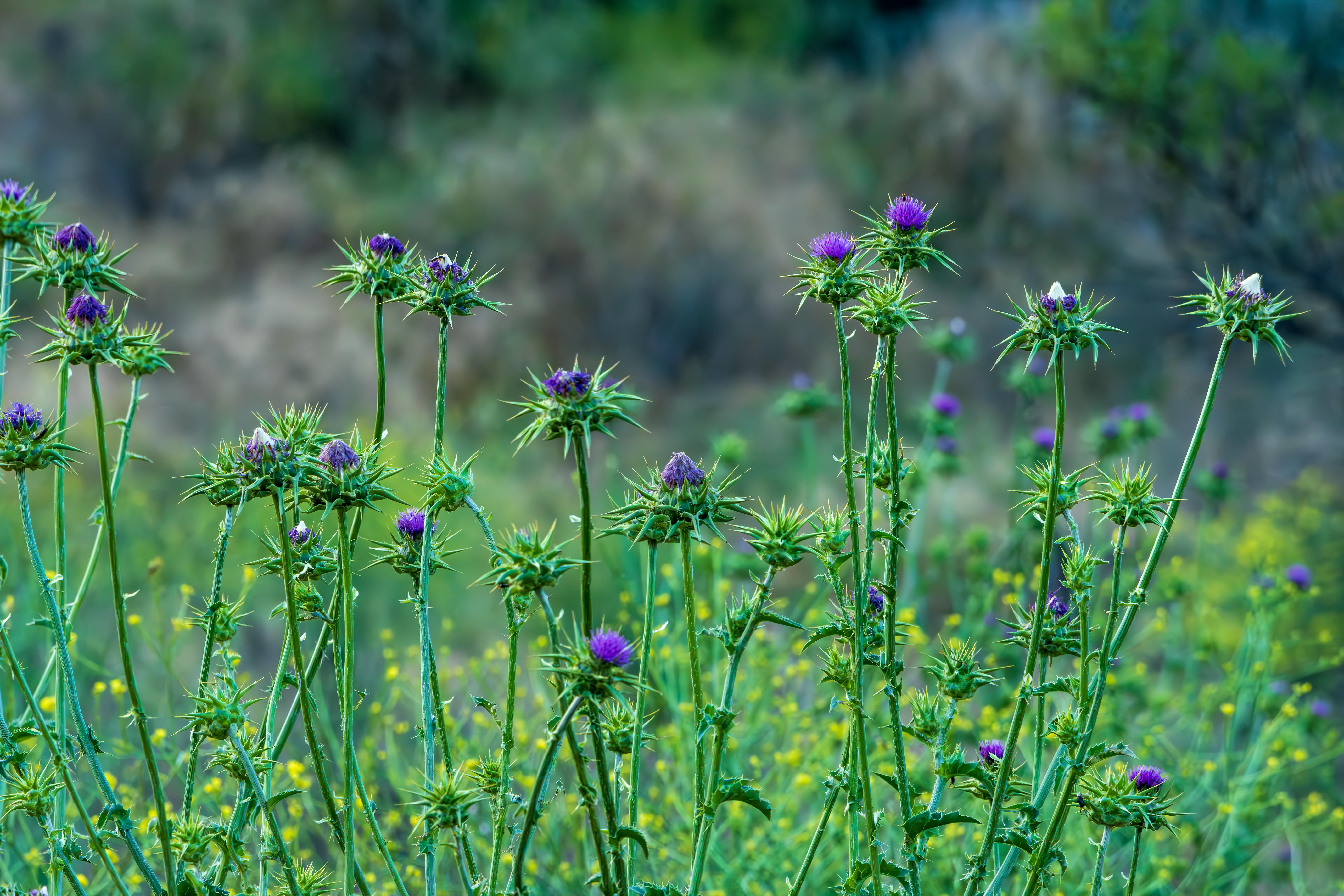 Milk Thistle Growing on a Meadow · Free Stock Photo