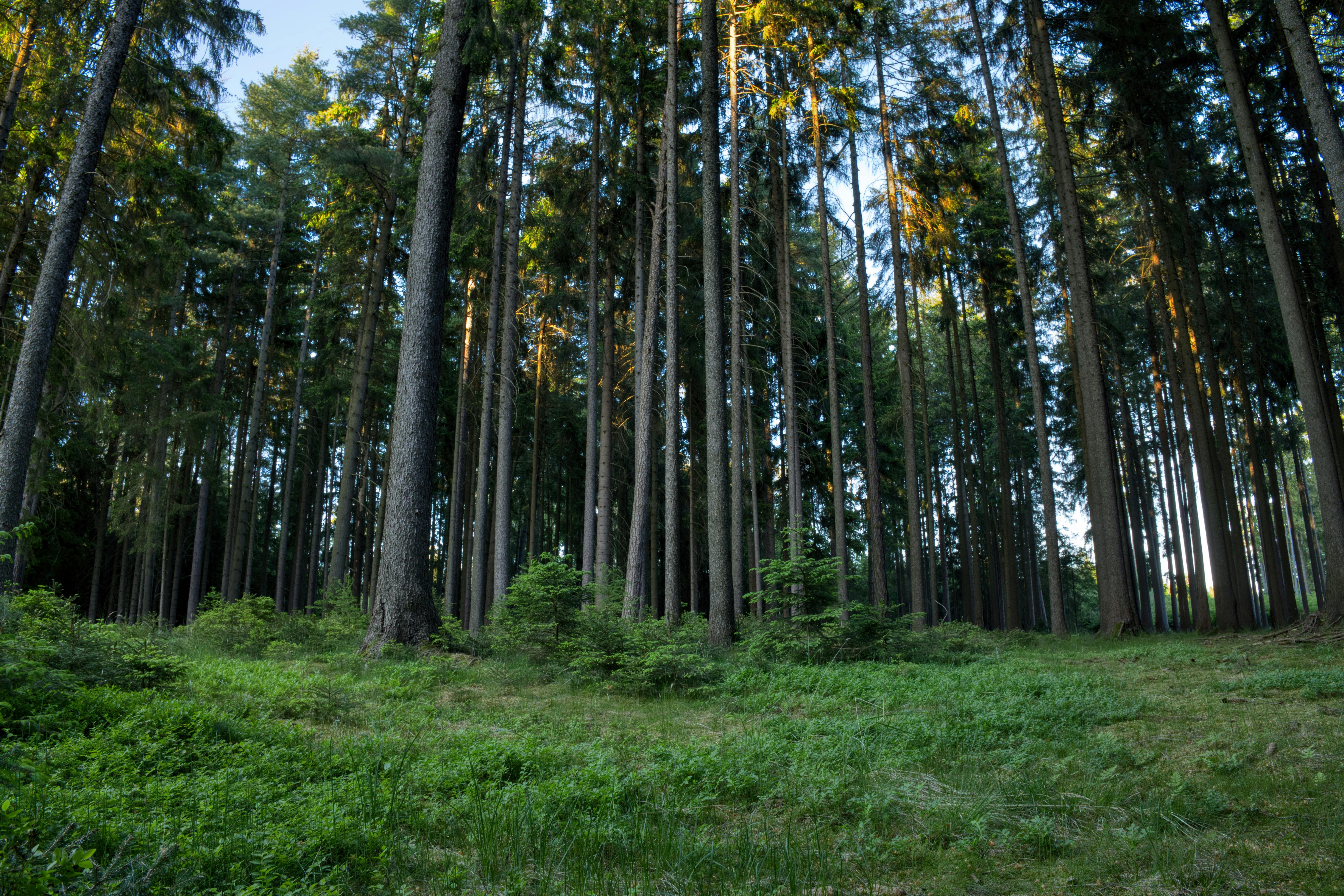 Tall Trees in Forest · Free Stock Photo