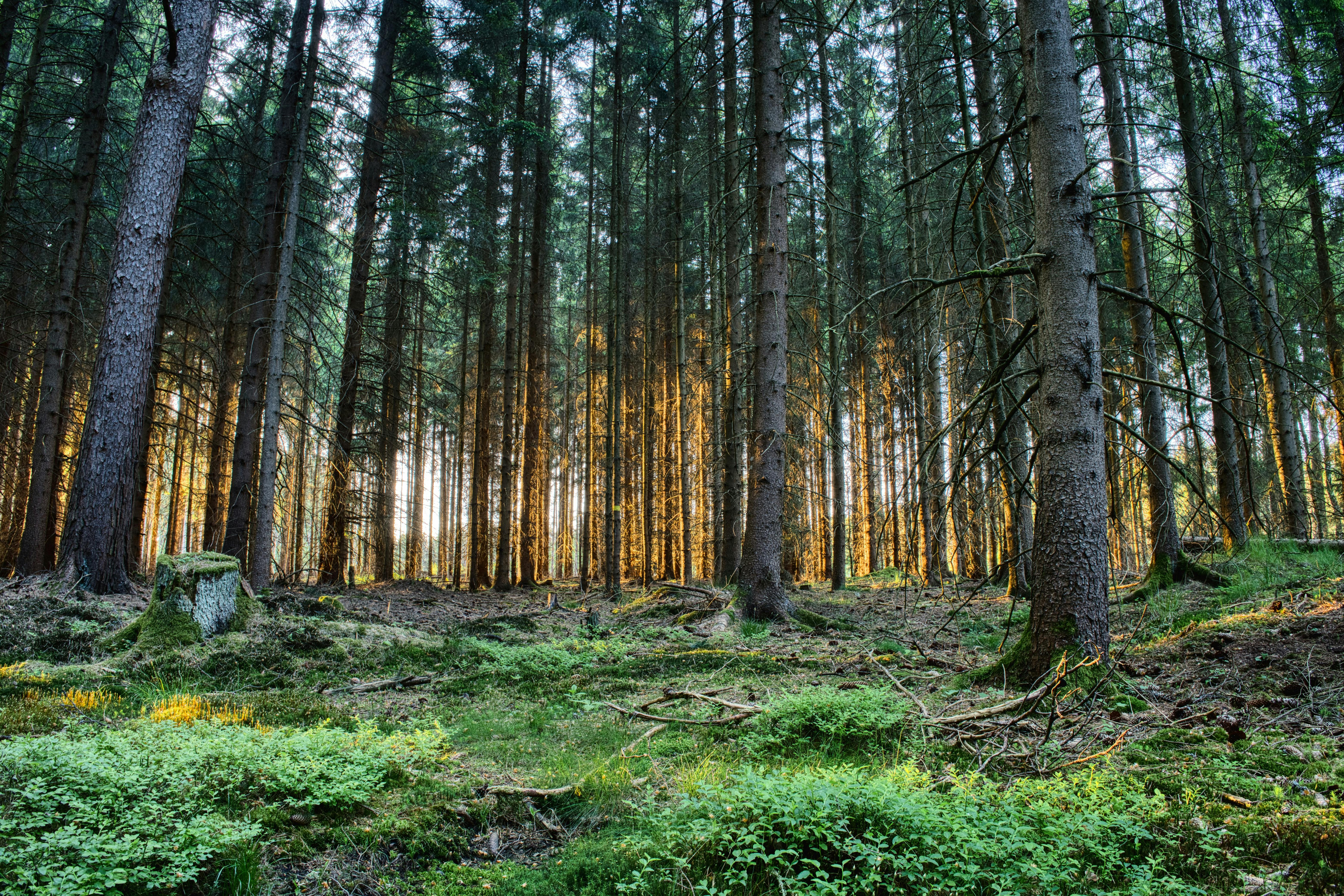 Tall Trees in Deep Forest · Free Stock Photo