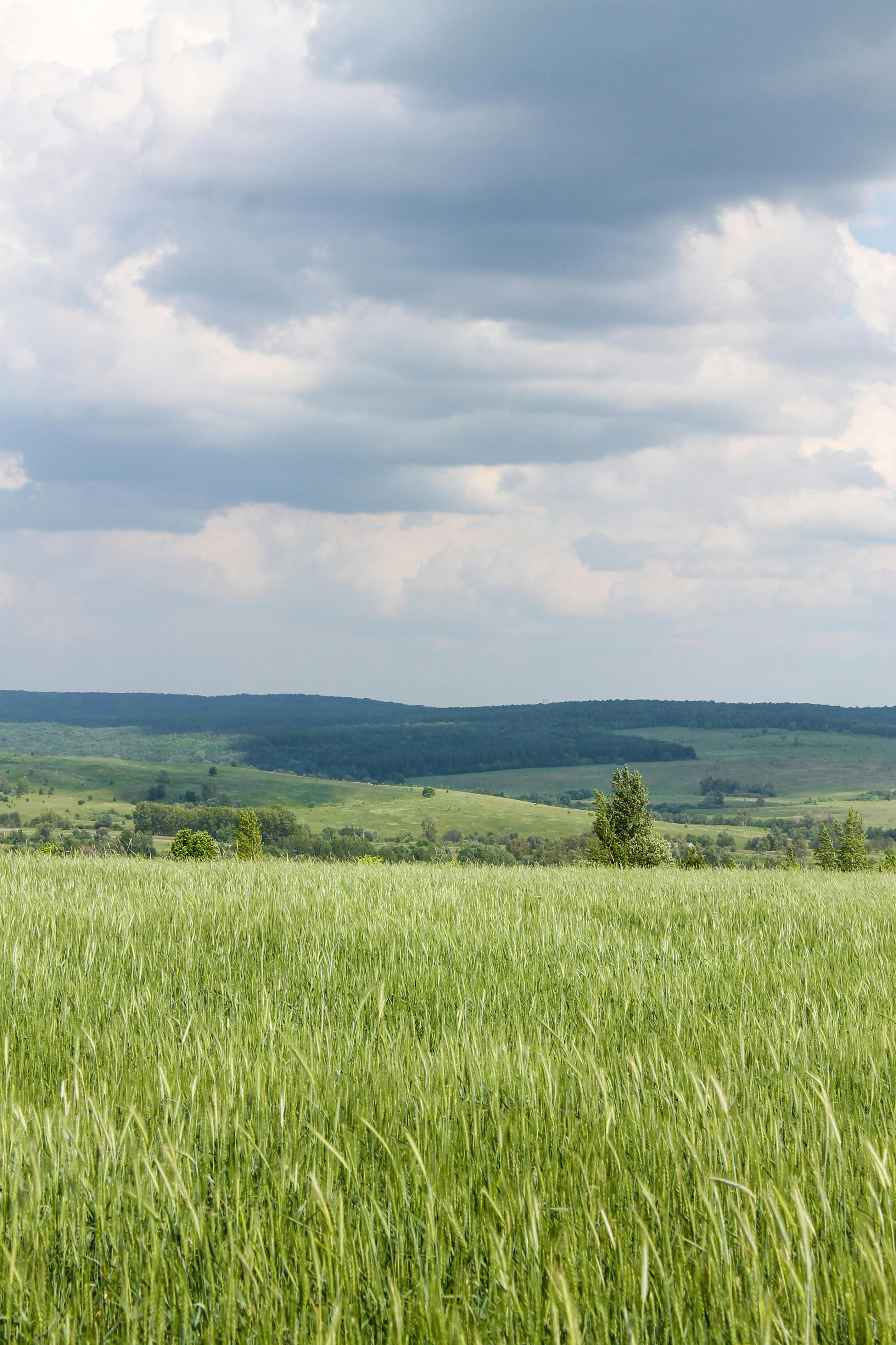 Rural Field at Sunset · Free Stock Photo