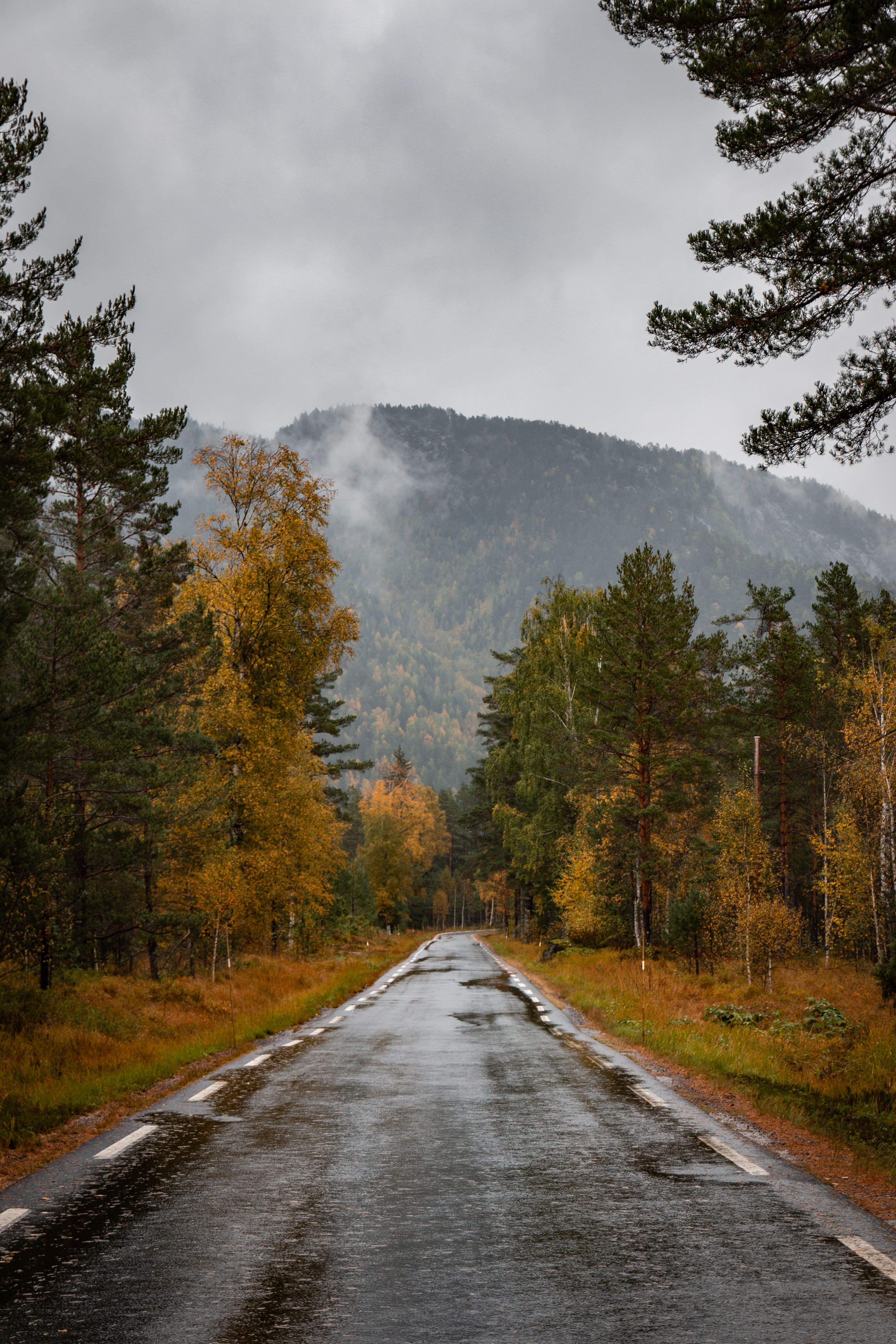 Rain In The Forest Photos, Download The BEST Free Rain In The Forest ...