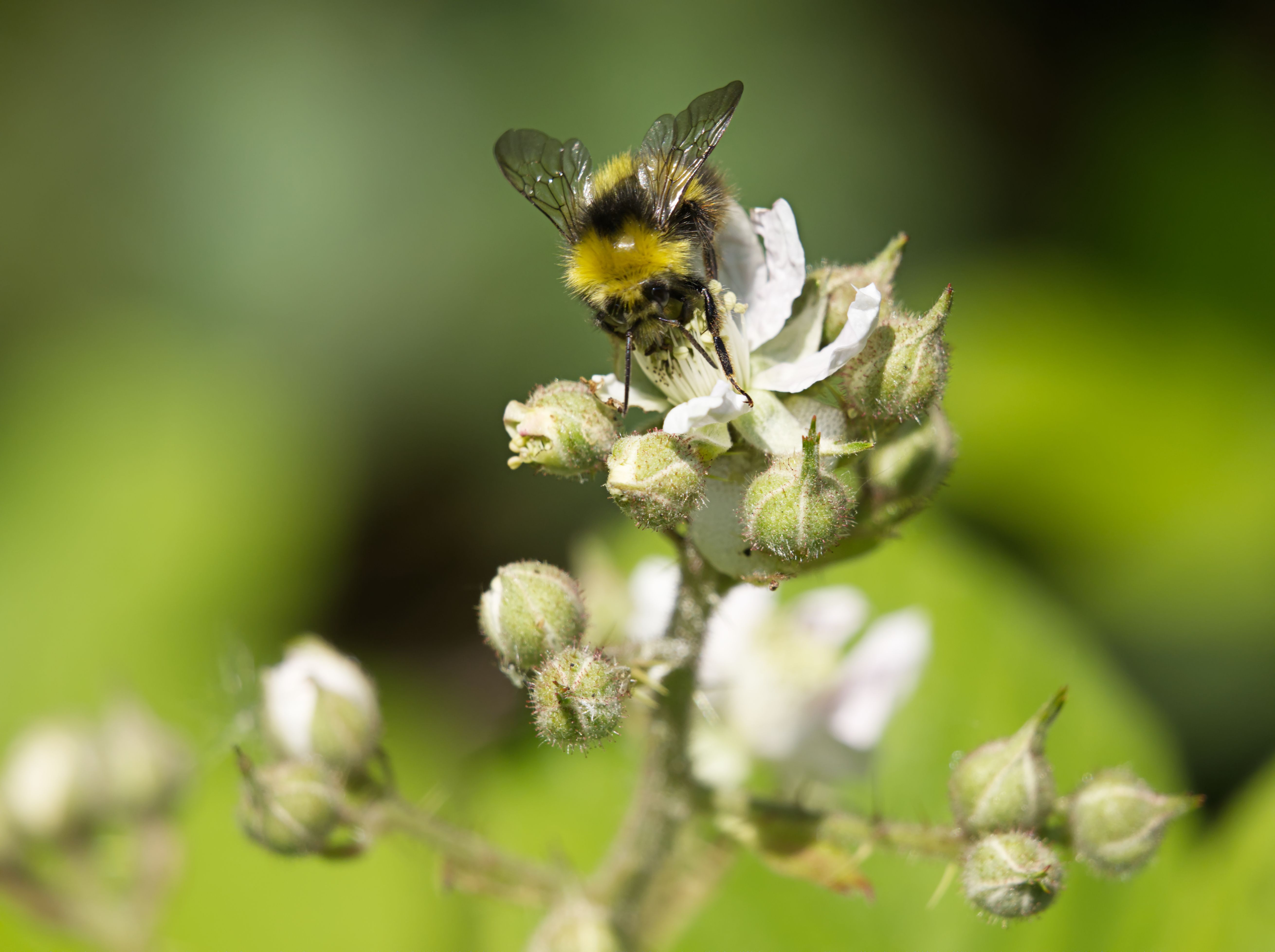 Bee on Flower · Free Stock Photo