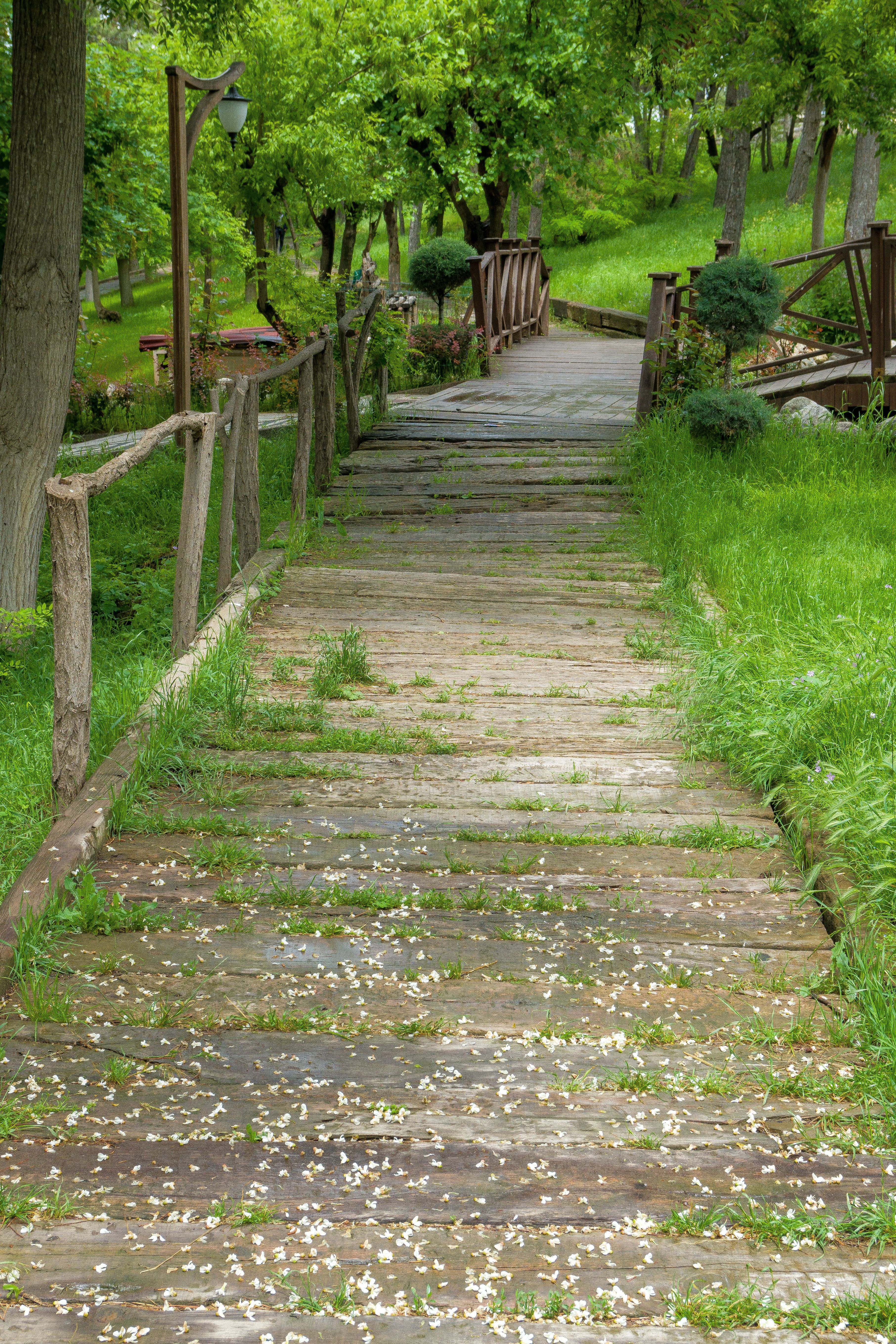 Trail through Park in Summer · Free Stock Photo
