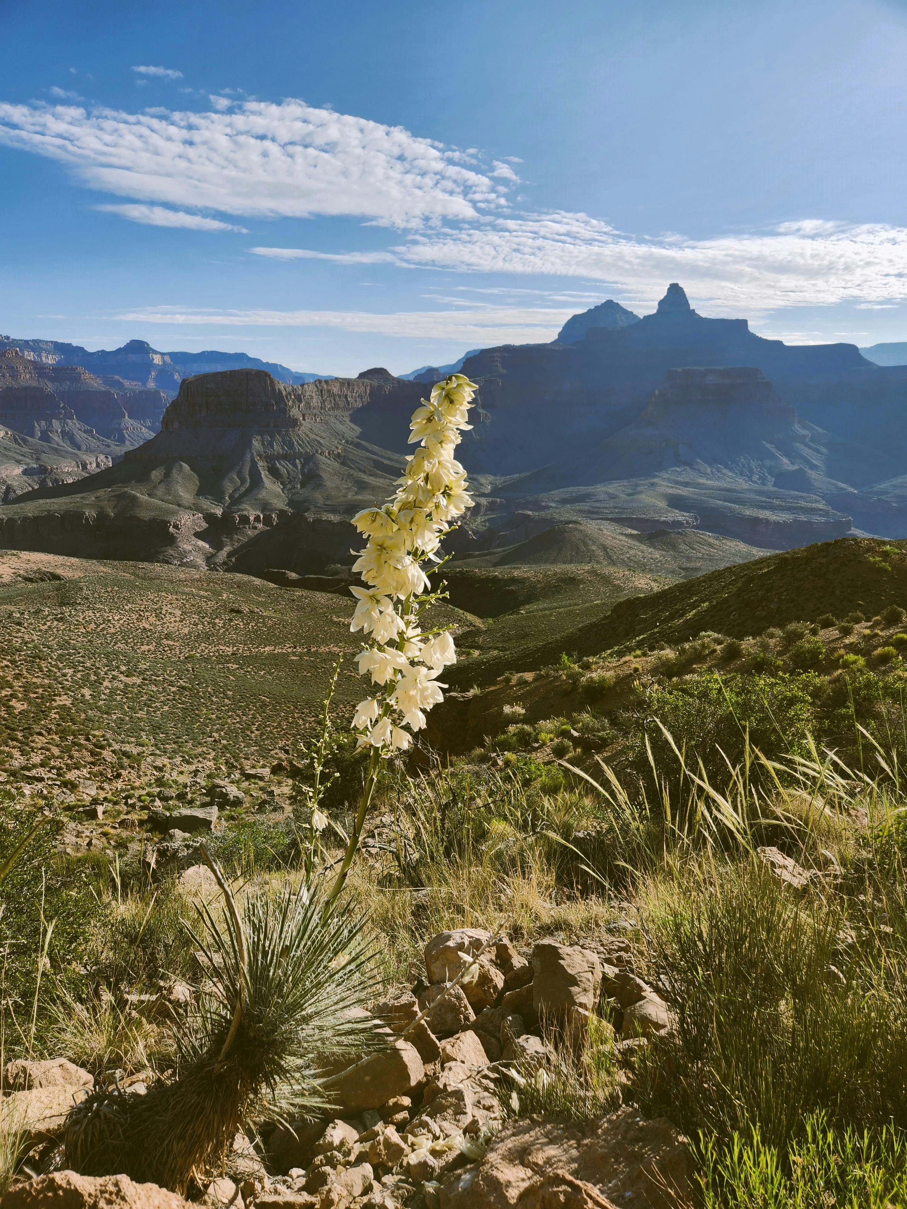 Flower Hills Photos, Download The BEST Free Flower Hills Stock Photos ...