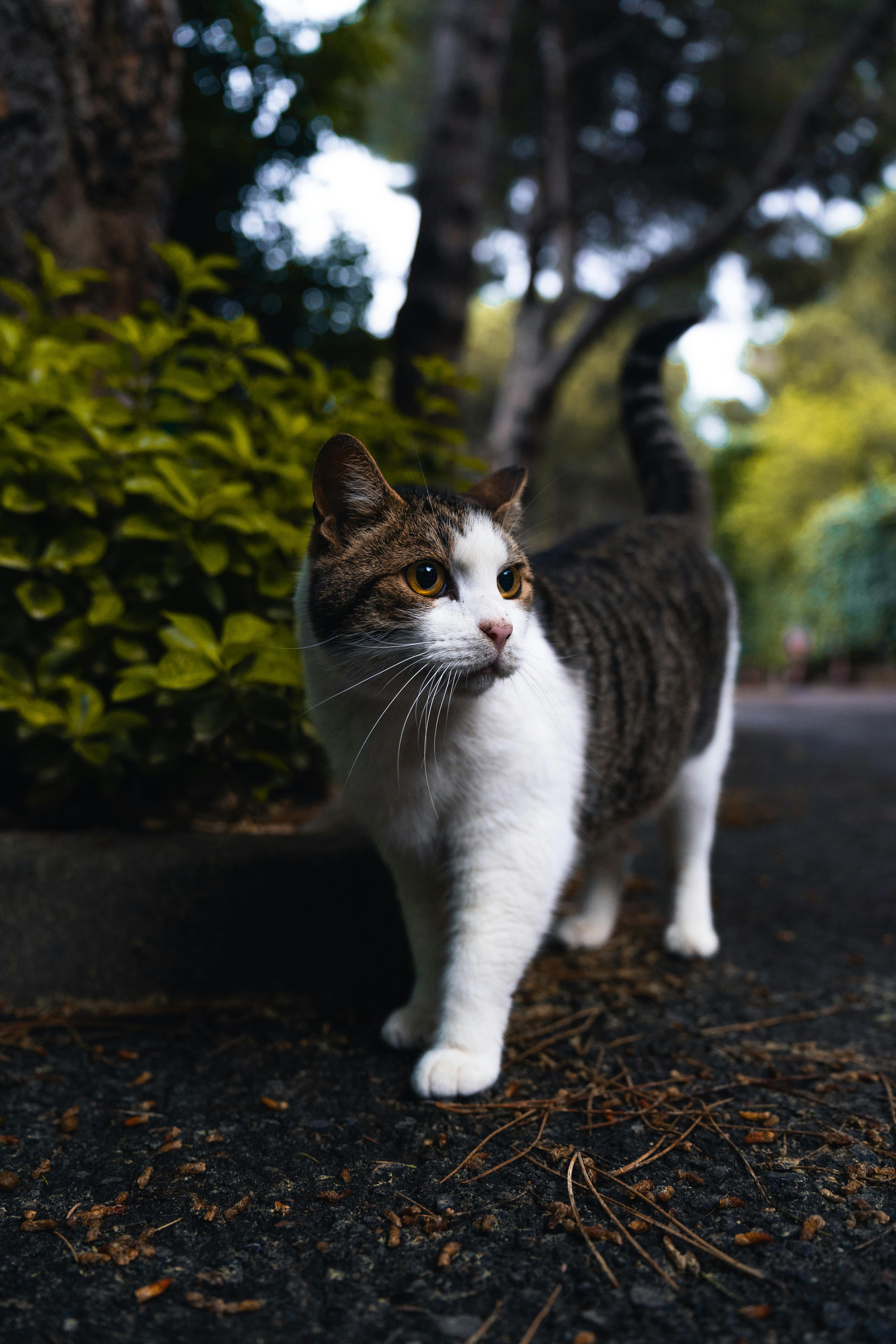 Cat on Ground · Free Stock Photo
