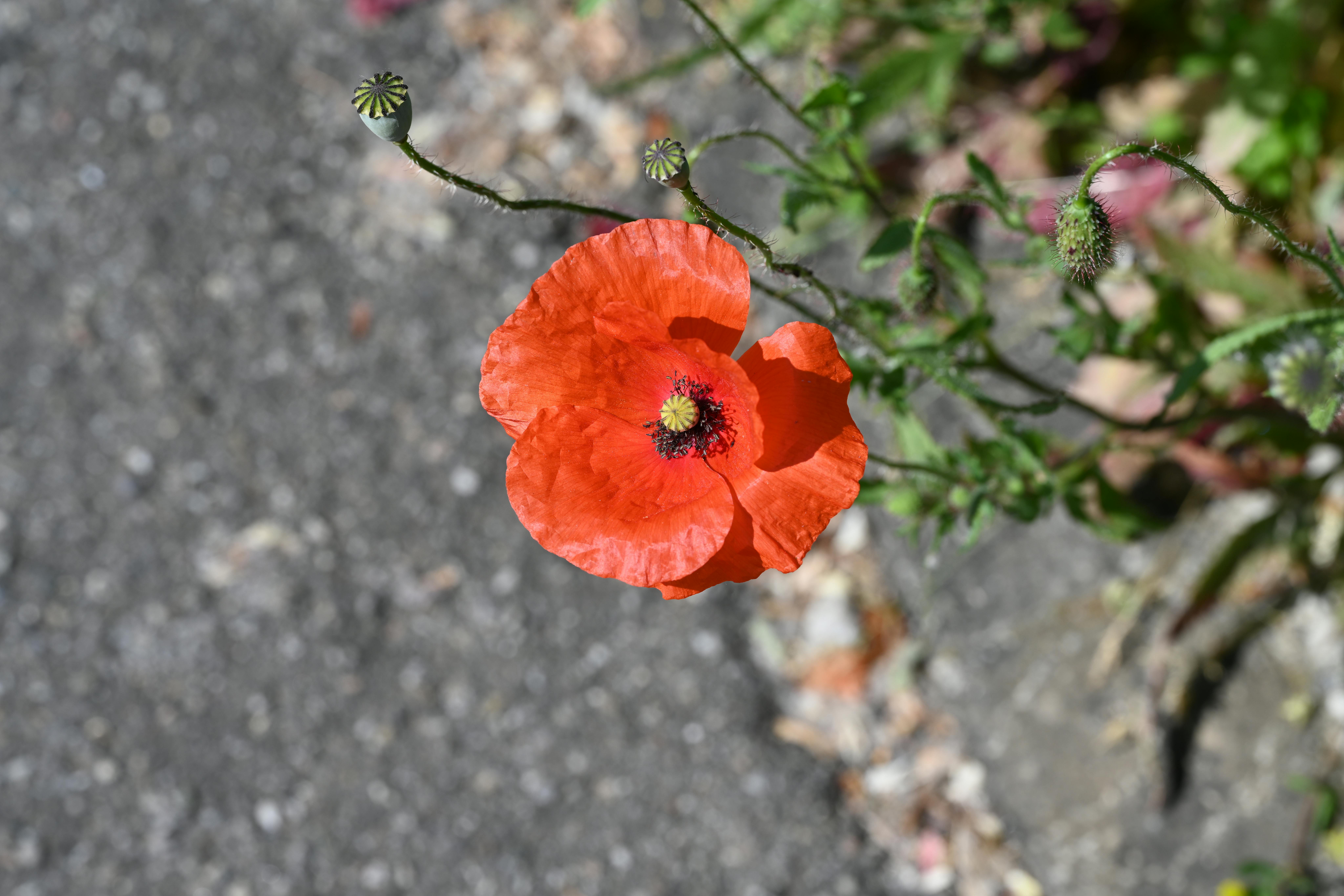 Flower Petals Photos, Download The BEST Free Flower Petals Stock Photos ...