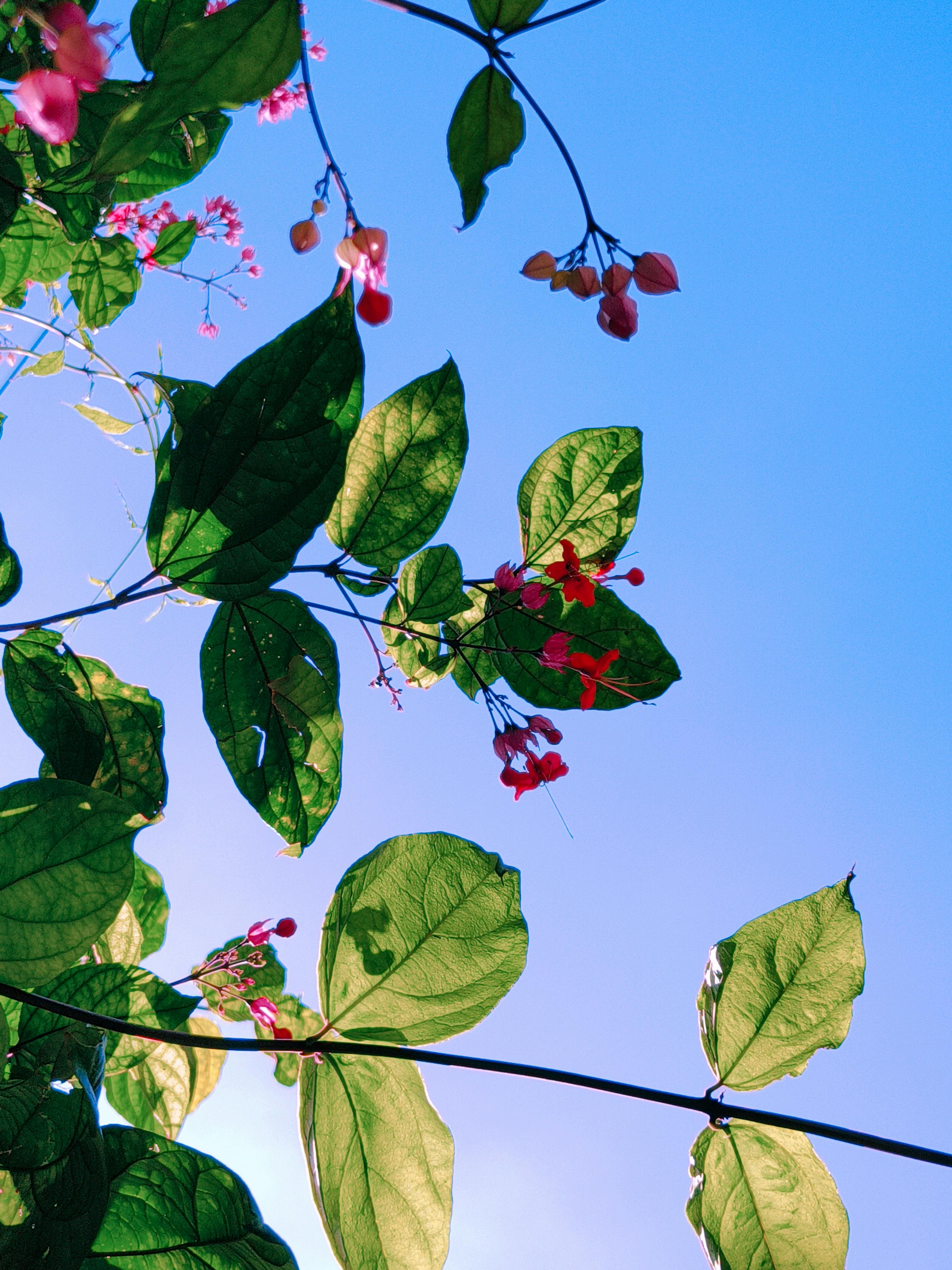 Nature Spring Photos, Download The BEST Free Nature Spring Stock Photos ...