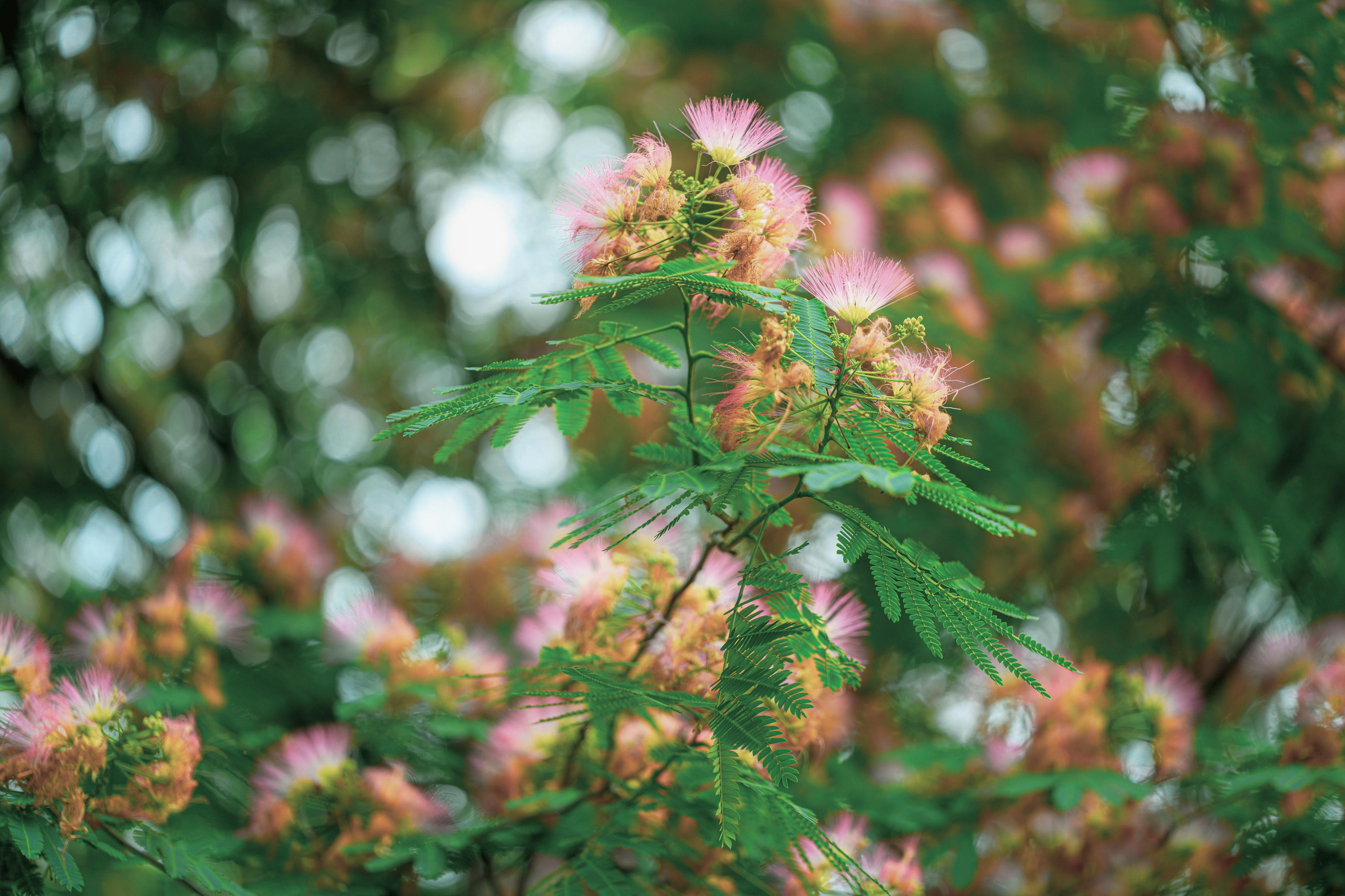 Fever Tree Photos, Download The BEST Free Fever Tree Stock Photos & HD ...