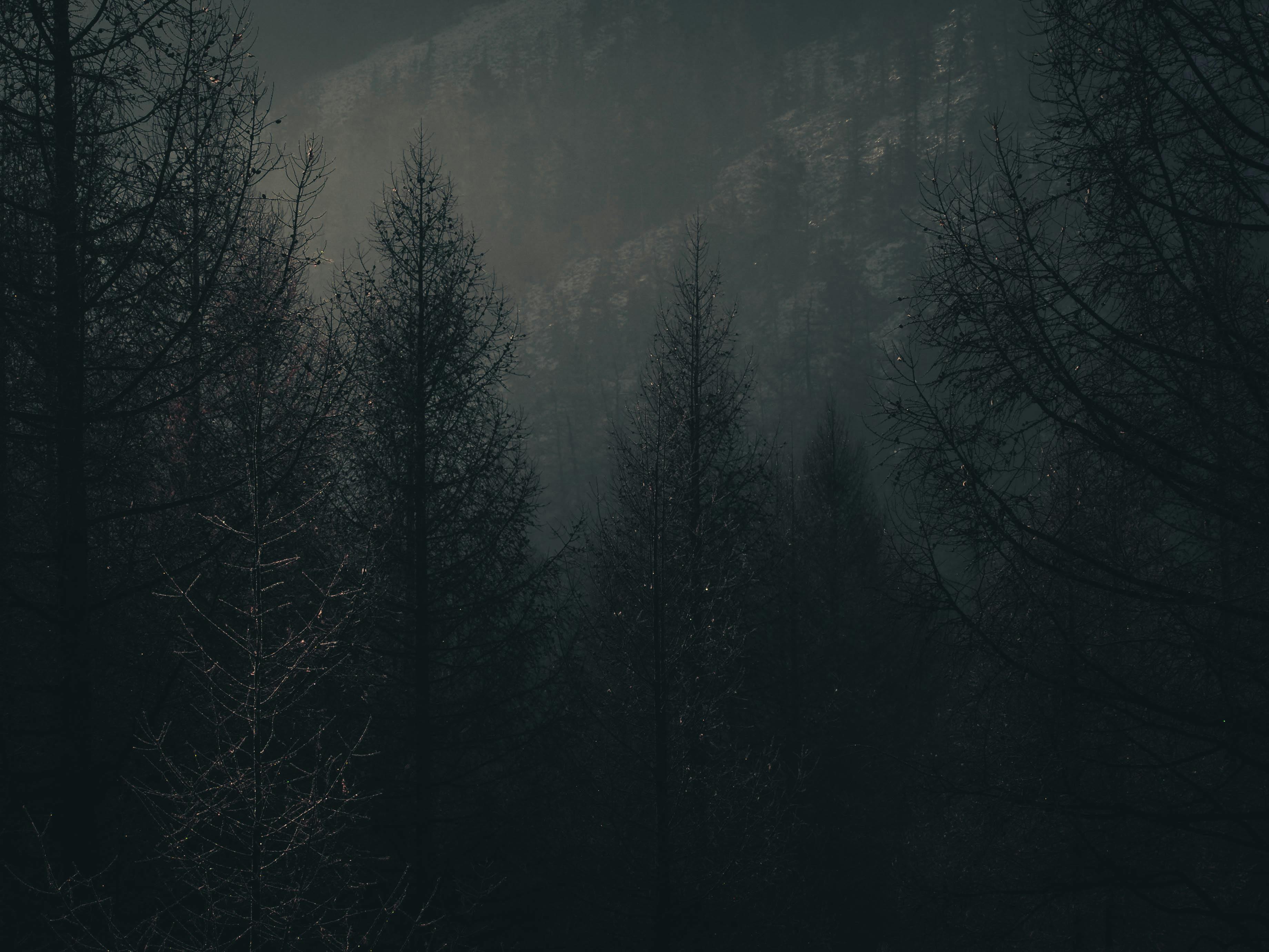 Free stock photo of dark, forest, landscape