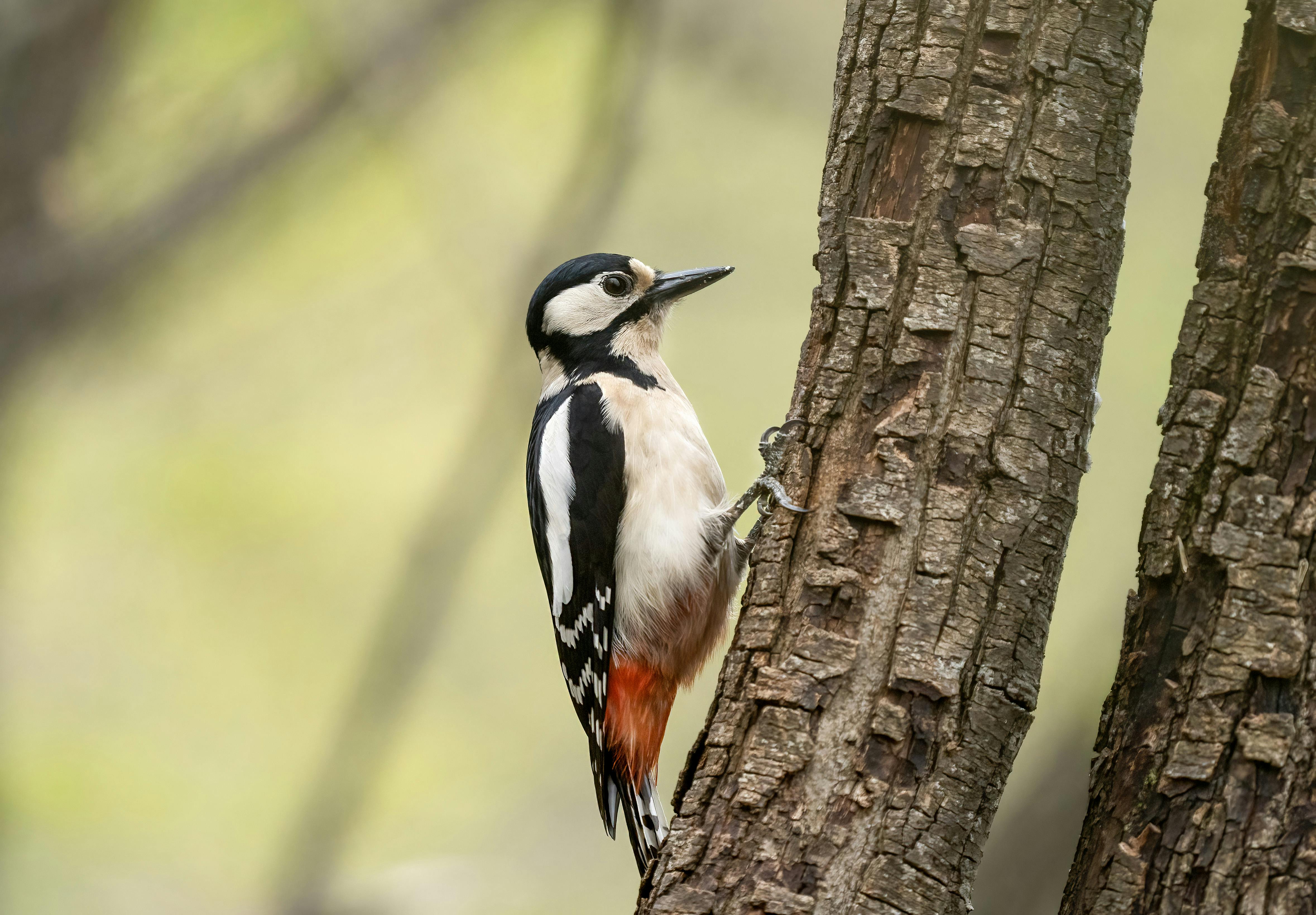 Woodpecker on Tree · Free Stock Photo