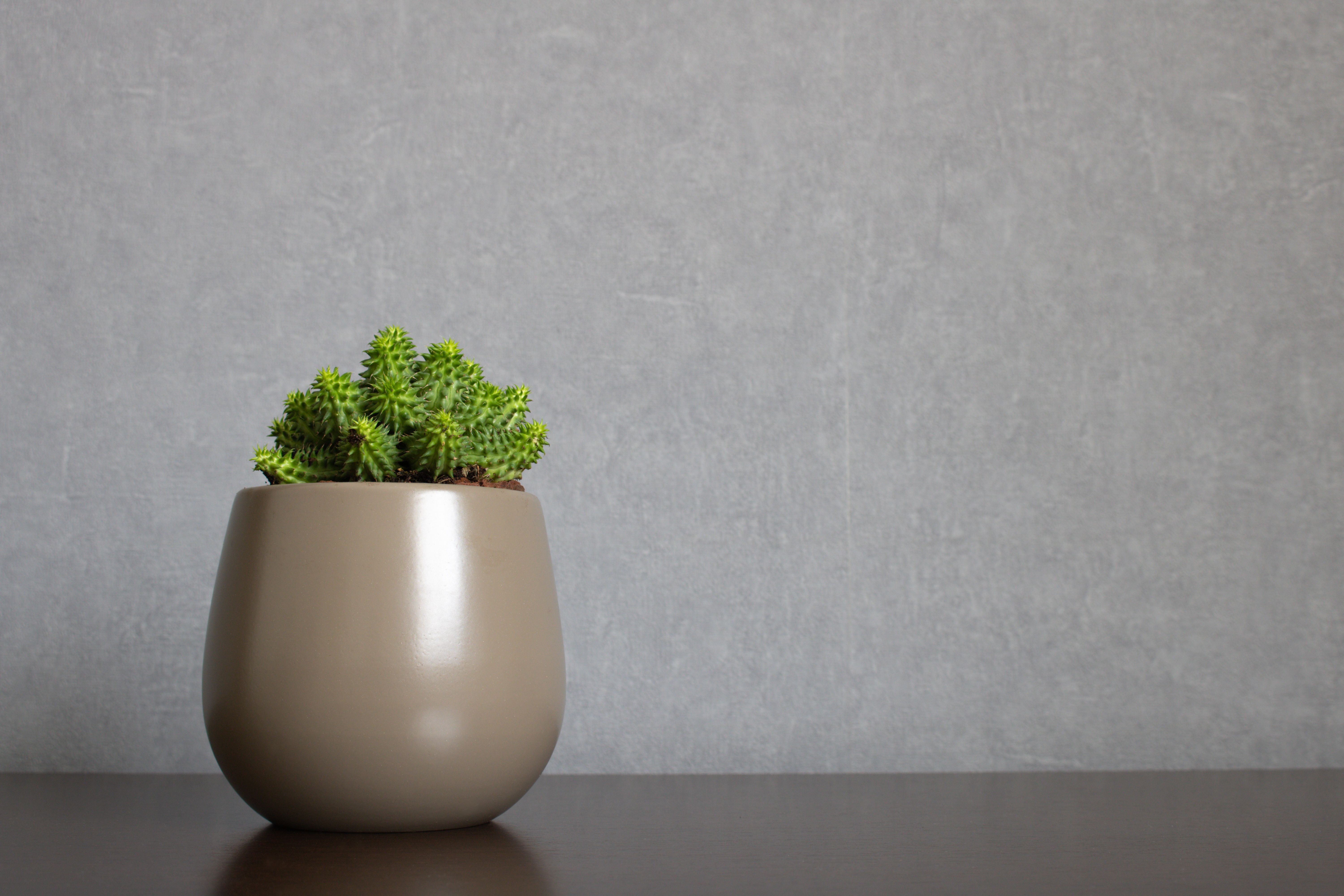 Rare Indoor Plant Photos, Download The BEST Free Rare Indoor Plant ...