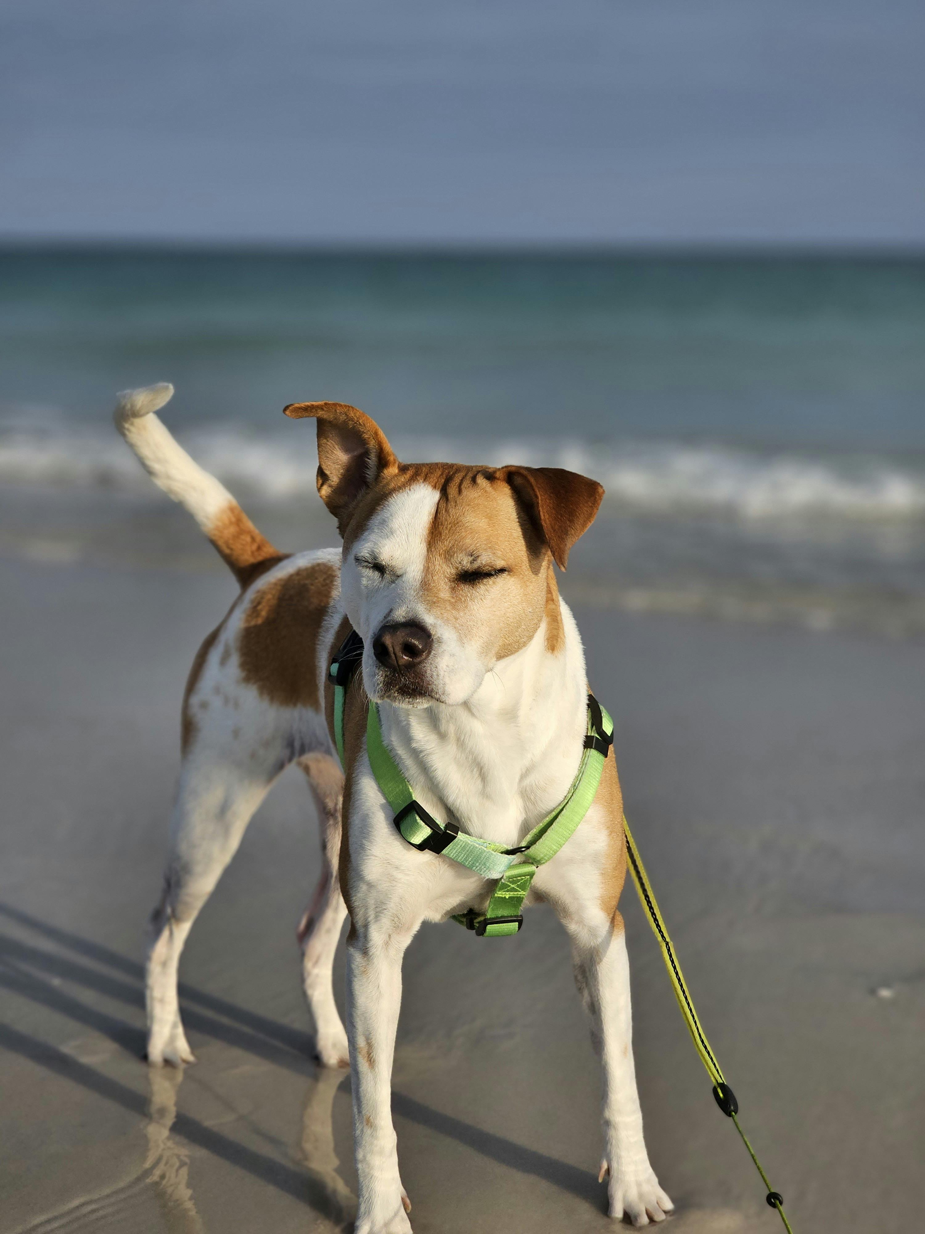 Mongolian Dog Photos, Download The BEST Free Mongolian Dog Stock Photos ...