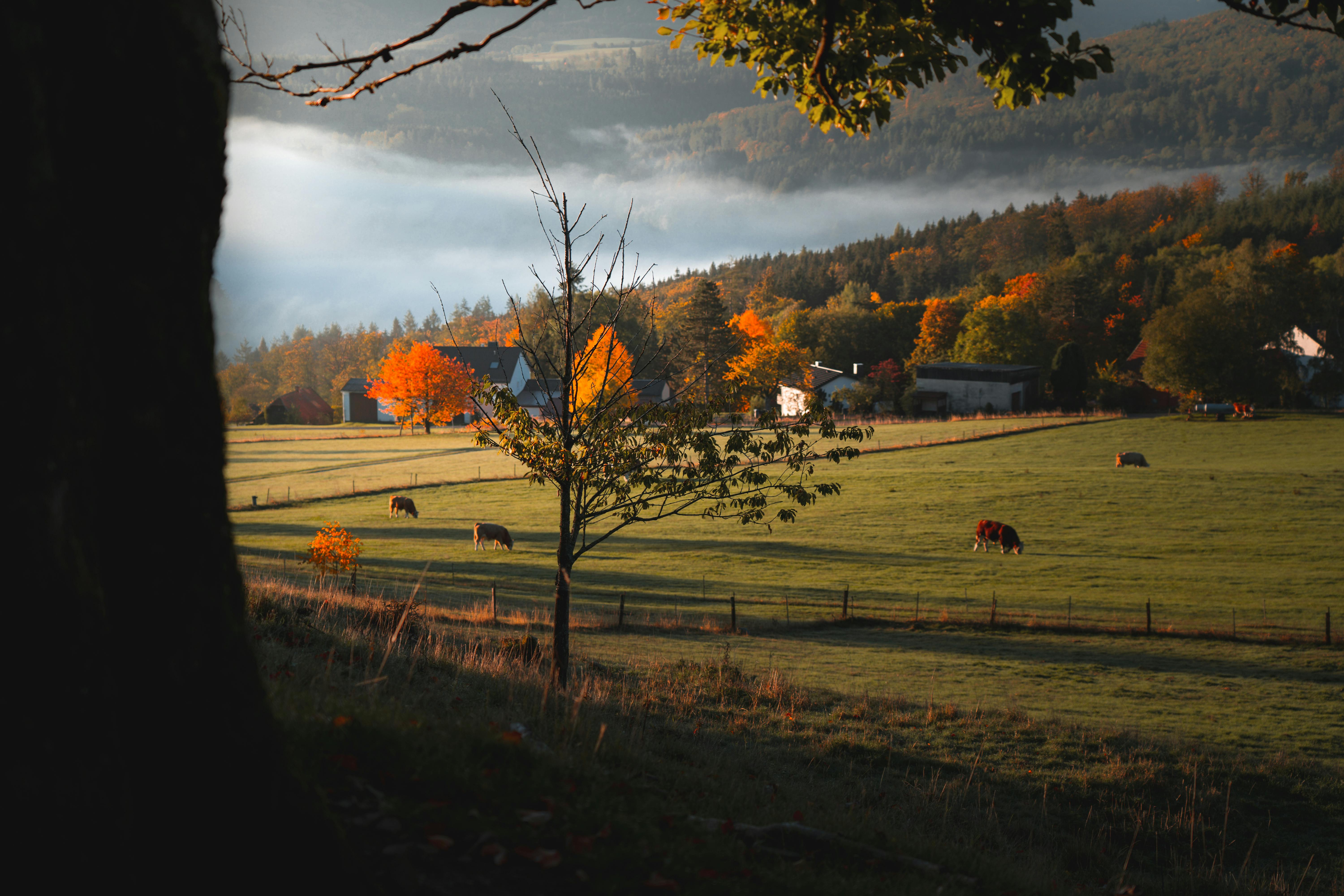 Countryside Animals Photos, Download The BEST Free Countryside Animals ...