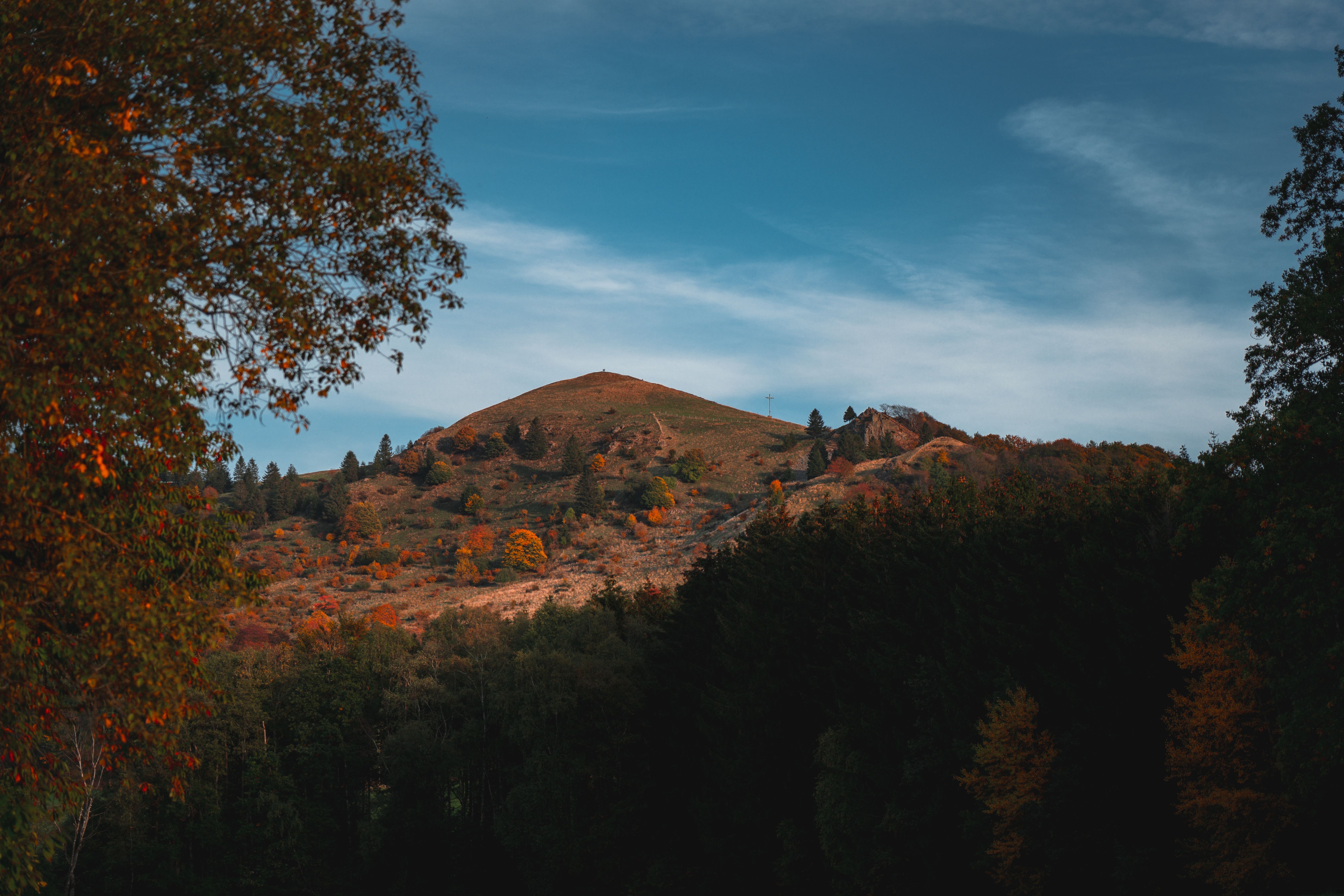 Trees and Hill behind · Free Stock Photo