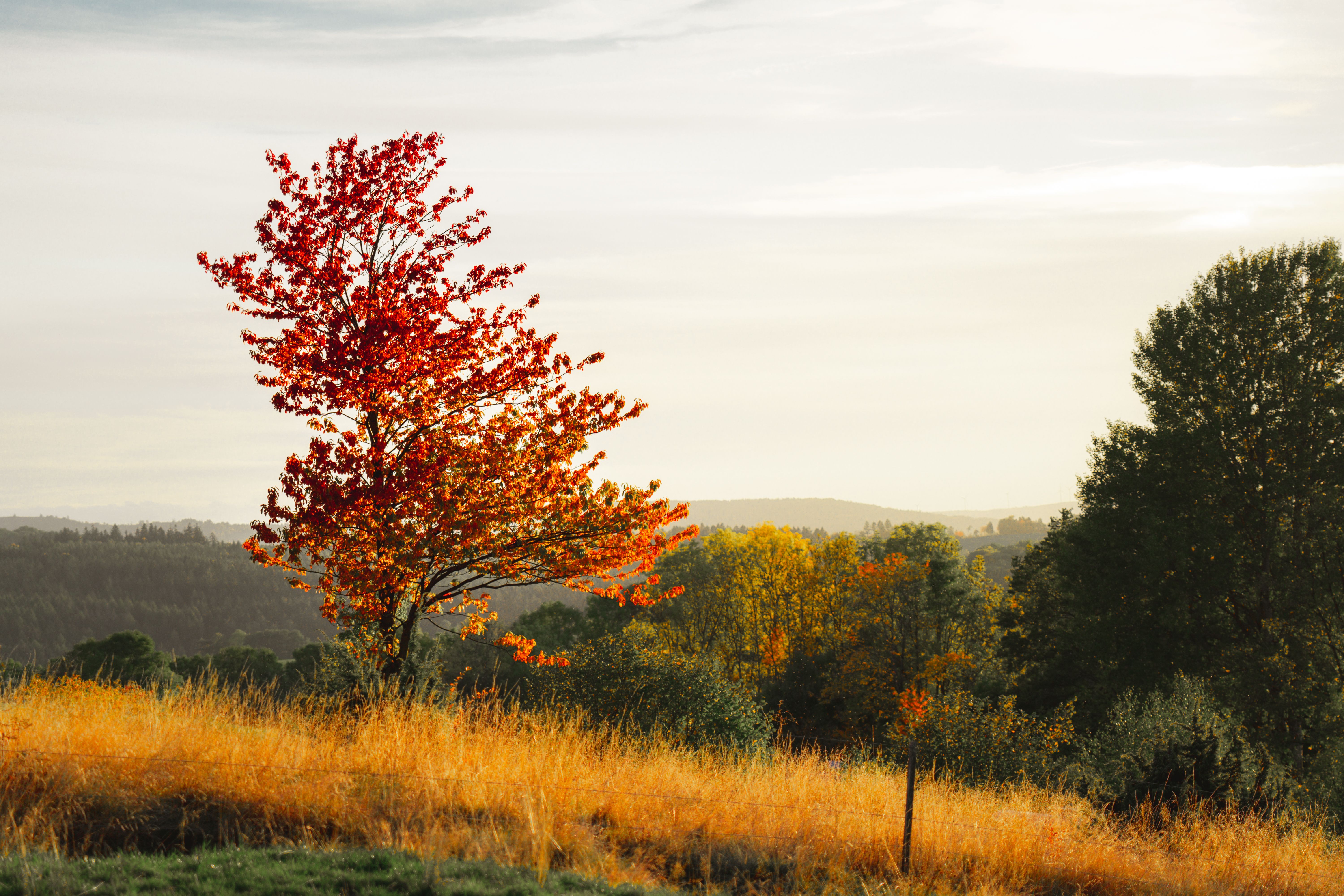 Autumnal Landscape of Hills and Trees · Free Stock Photo