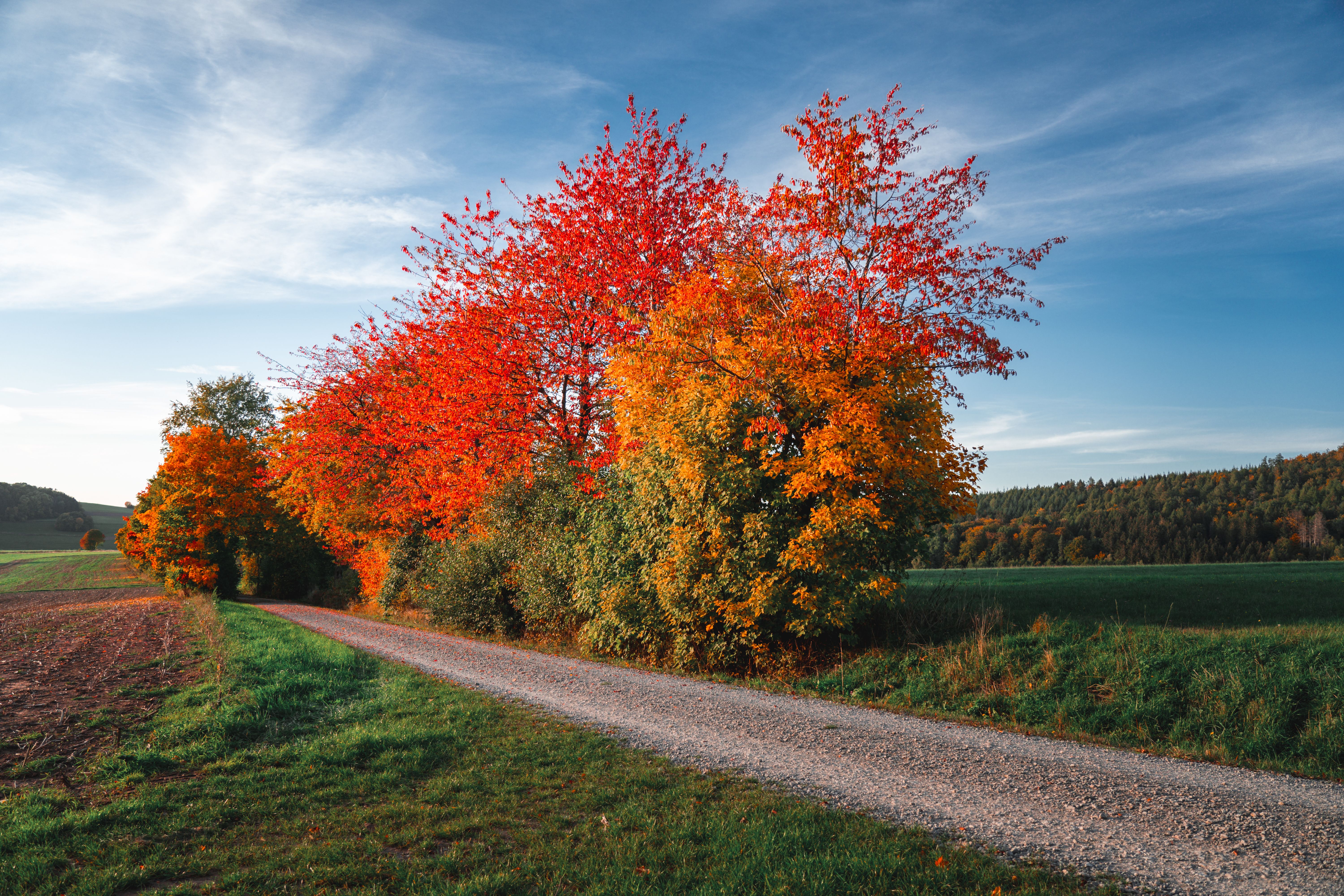 Colorful Shrubs in Countryside in Autumn · Free Stock Photo