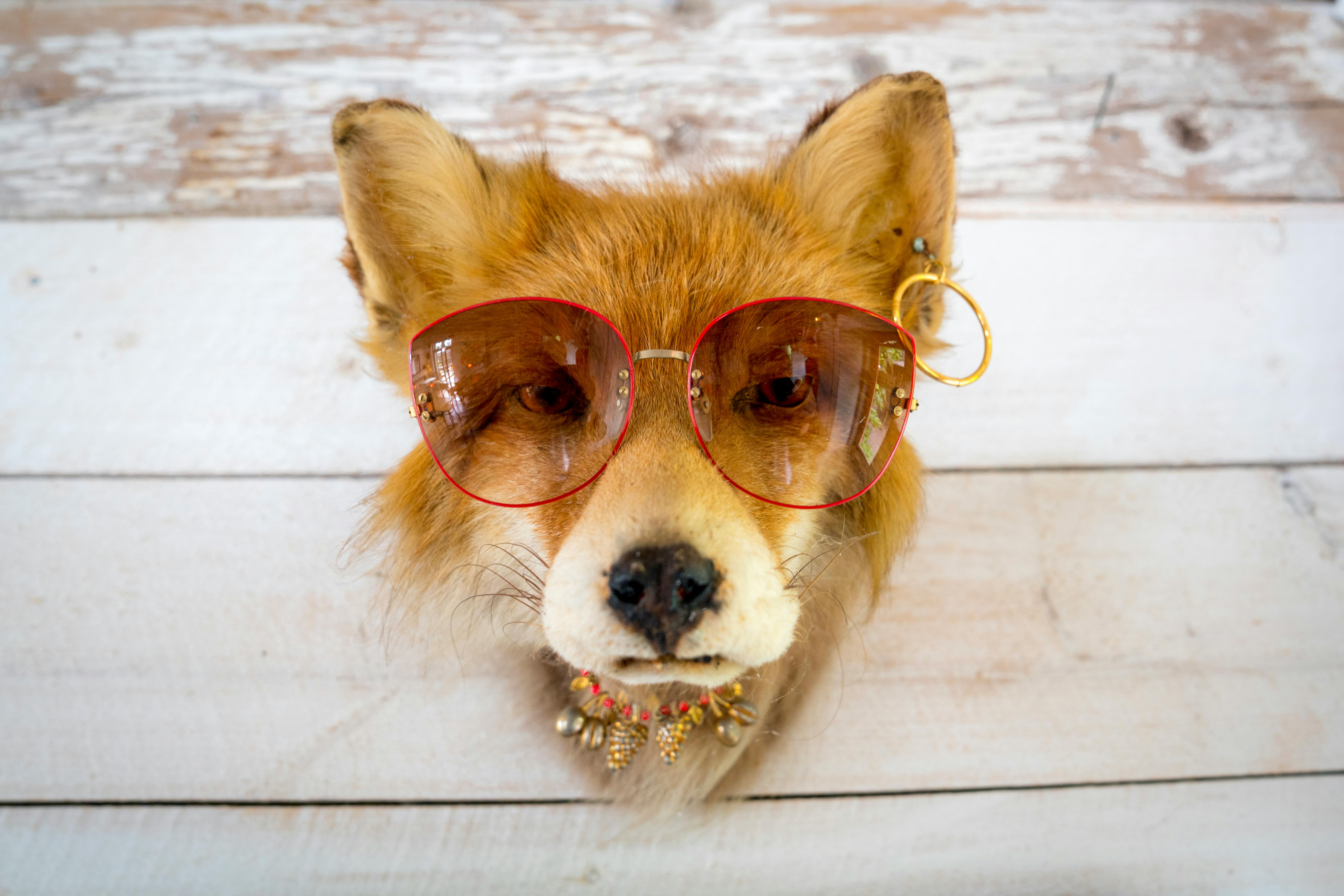 Dog in Shades · Free Stock Photo