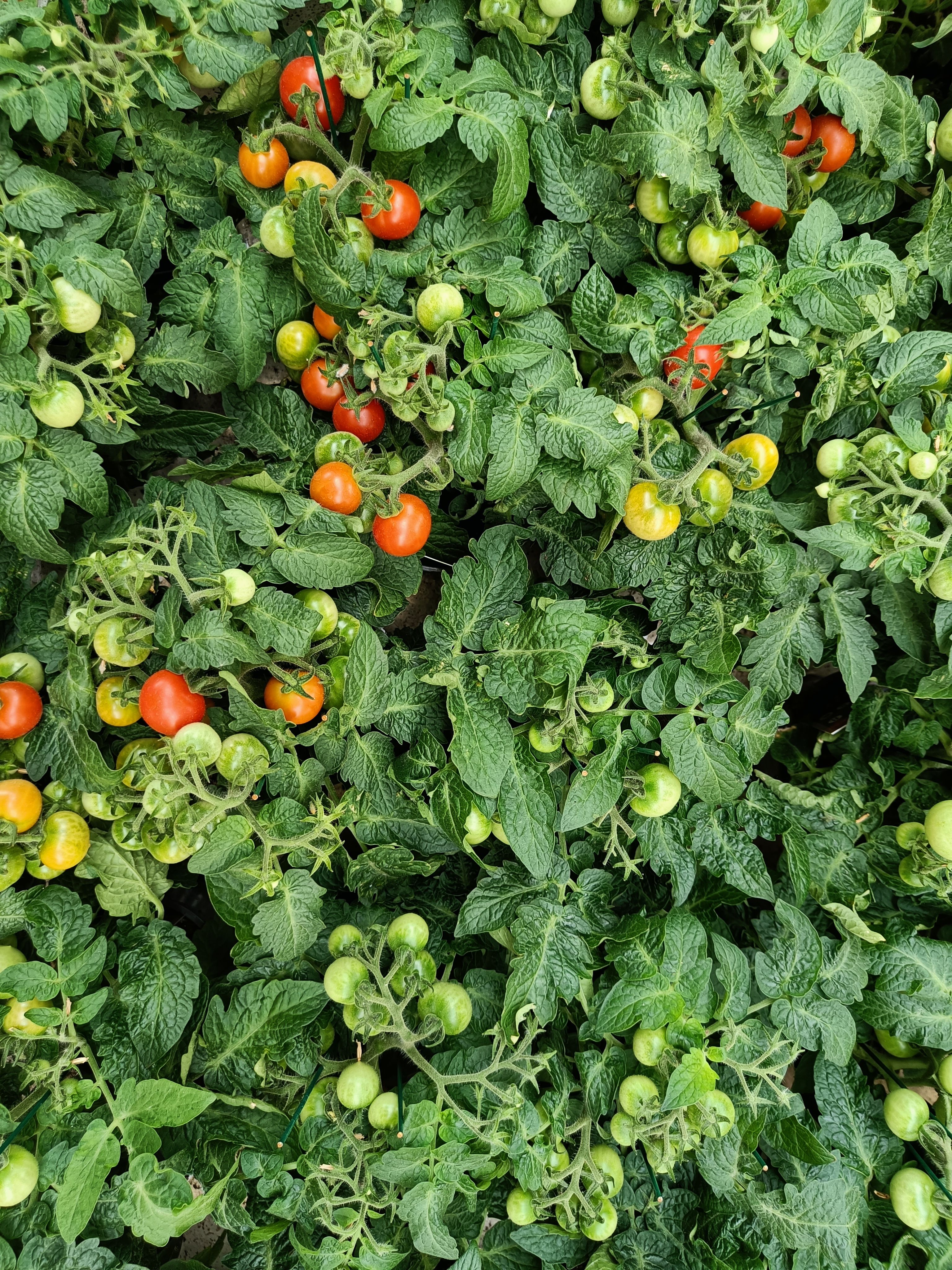 Close-up of Growing Cherry Tomatoes · Free Stock Photo