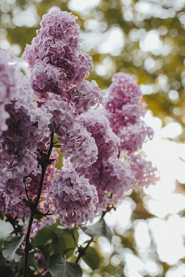 Flower Branch Photos, Download The BEST Free Flower Branch Stock Photos ...