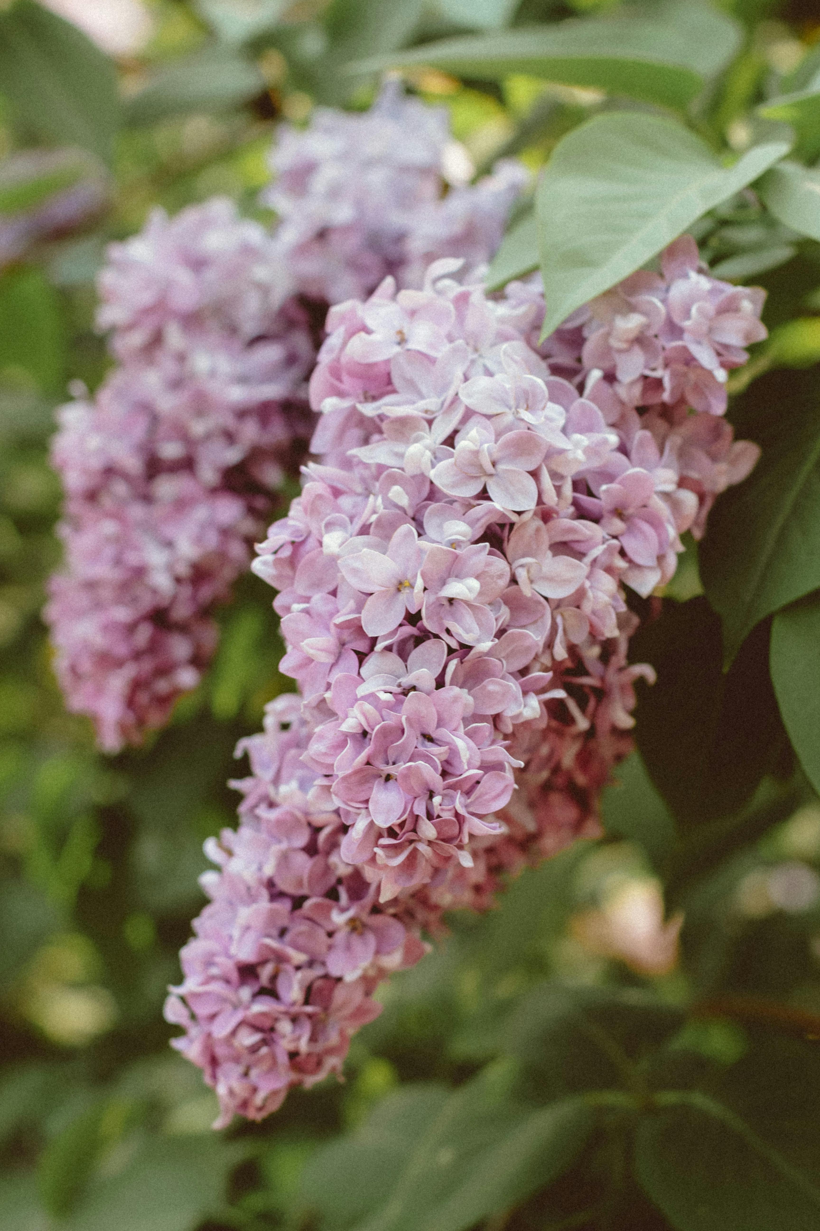 Flower Asmr Photos, Download The BEST Free Flower Asmr Stock Photos ...