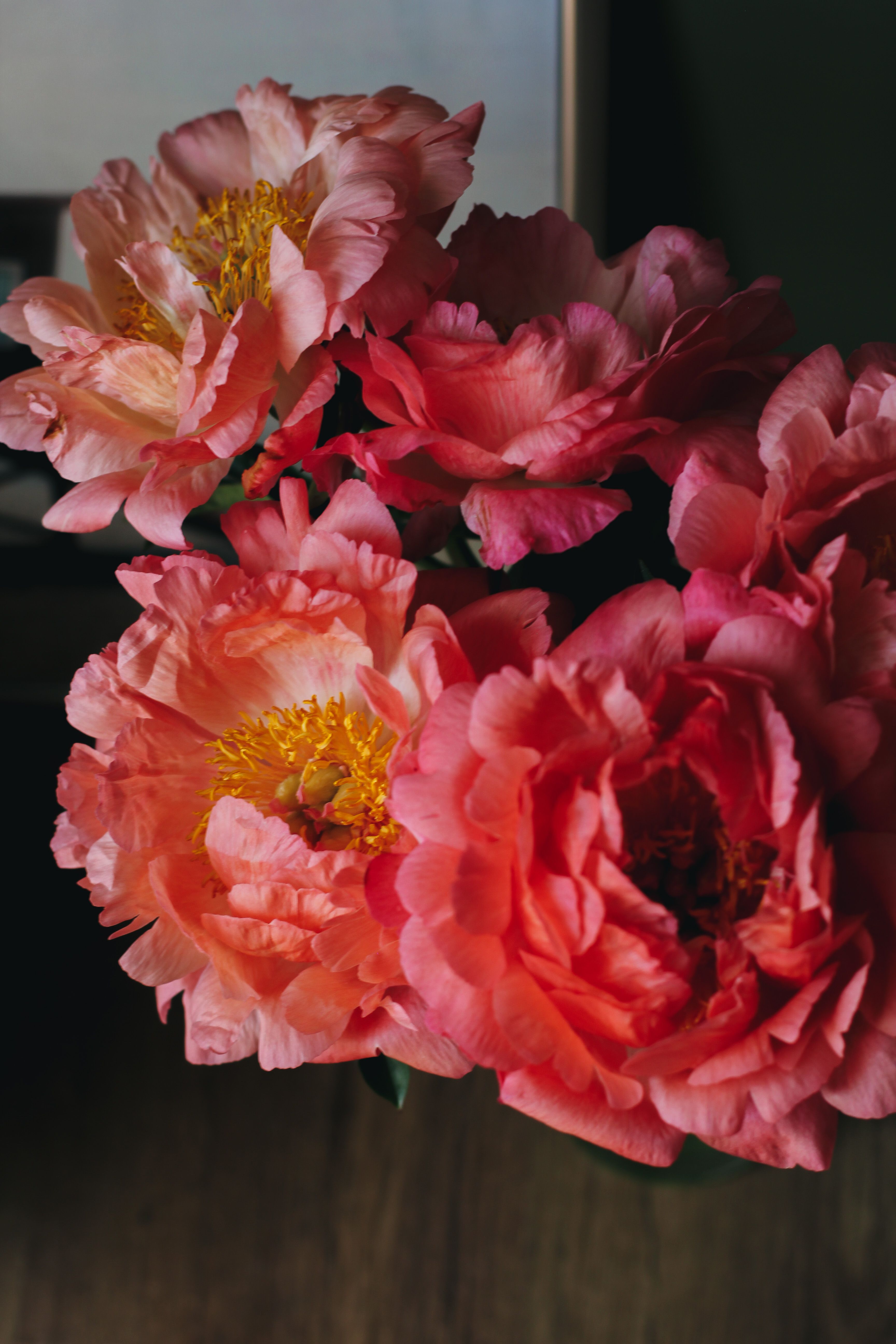 Close Up Photo of Peony Flowers · Free Stock Photo