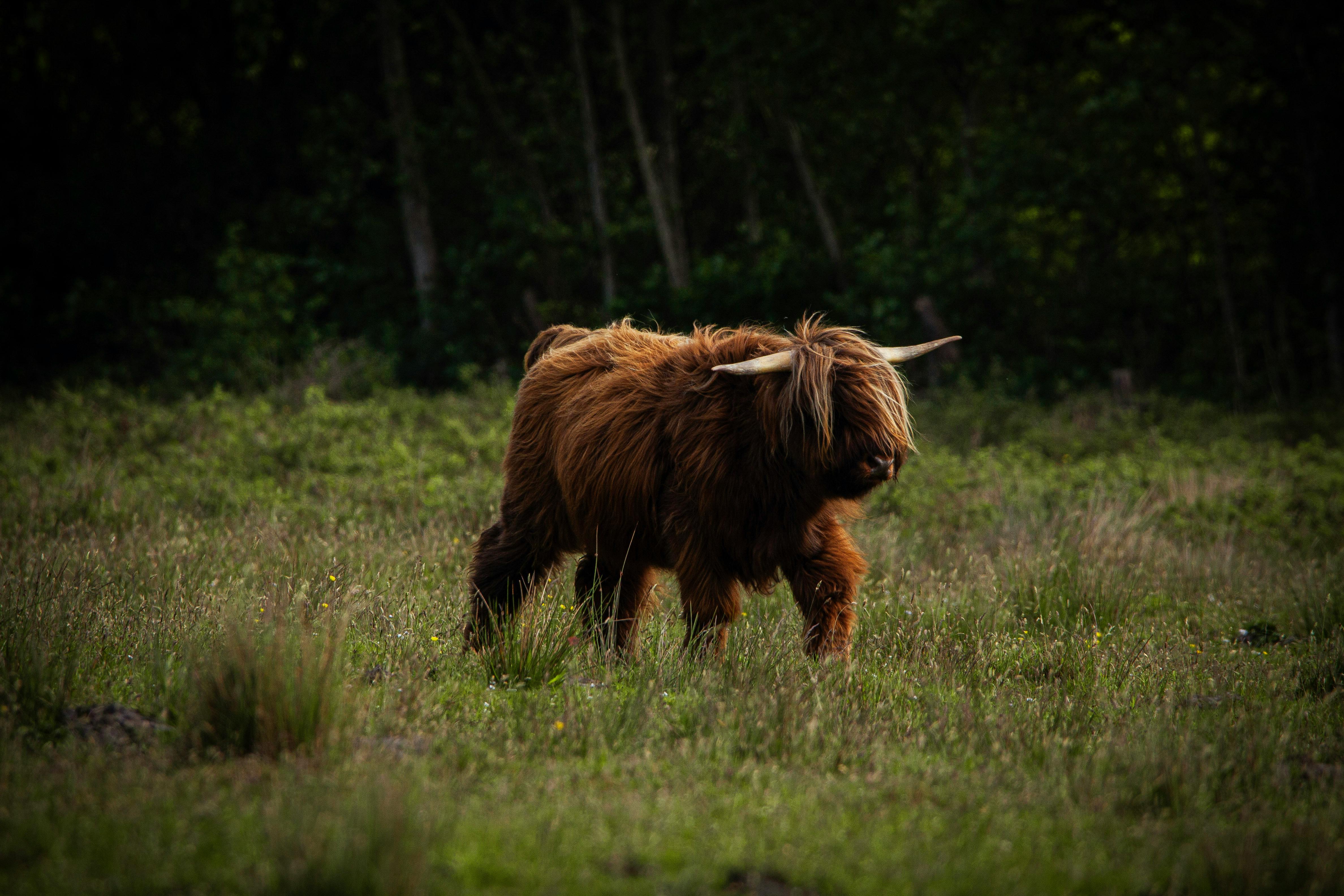 Cow Walking Photos, Download The BEST Free Cow Walking Stock Photos ...
