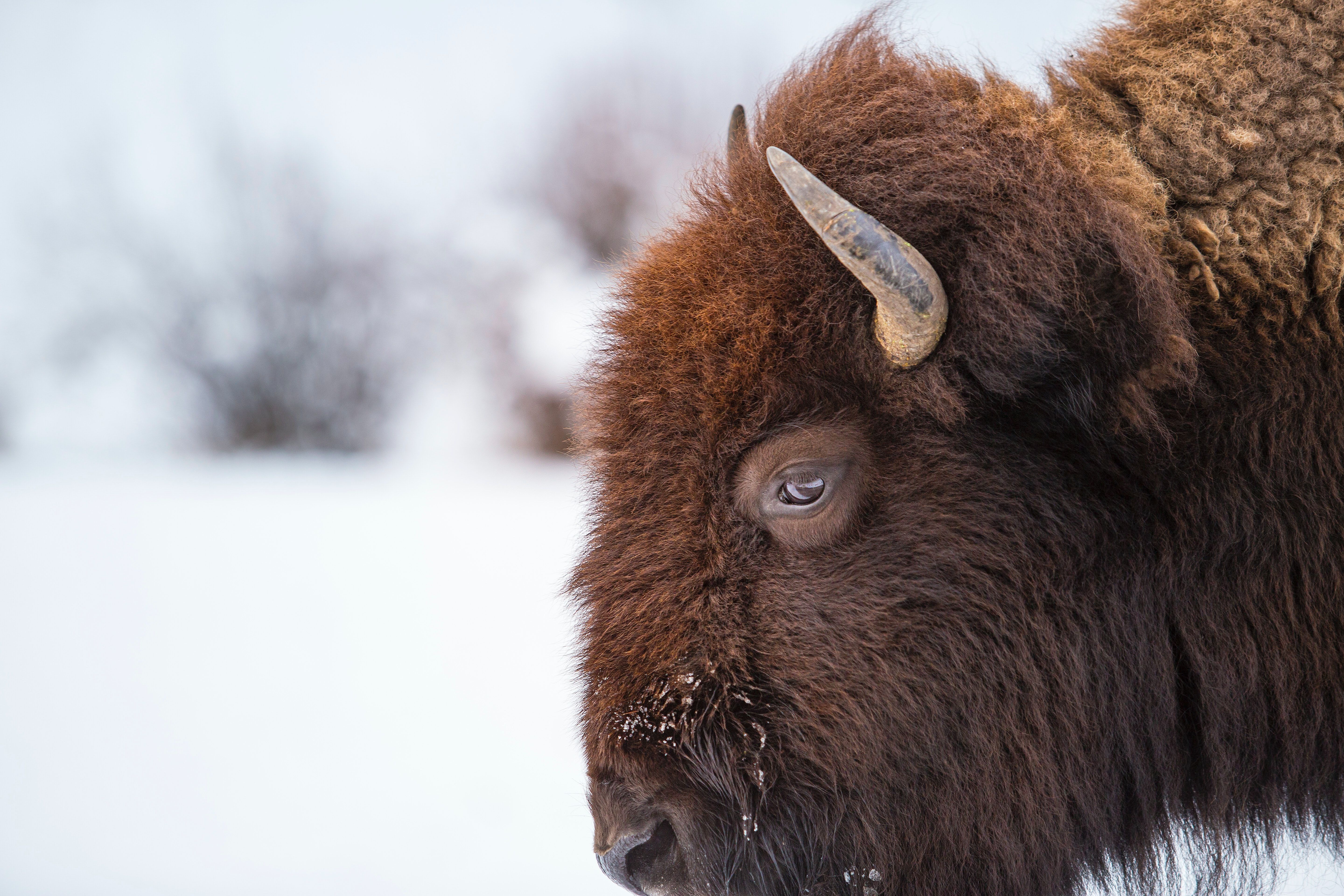 Close-up of a Head of Bison in Winter · Free Stock Photo