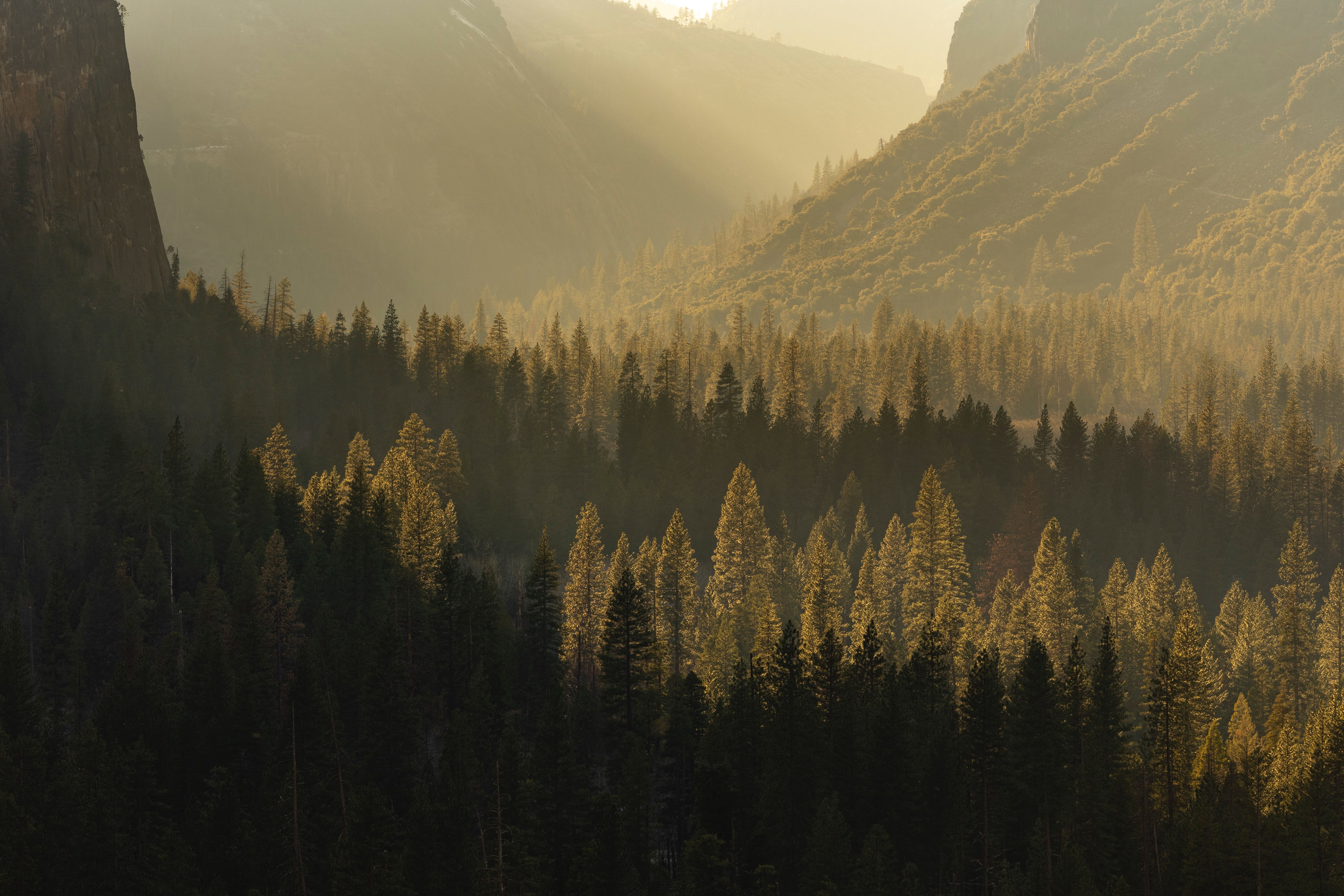 Dawn Forest