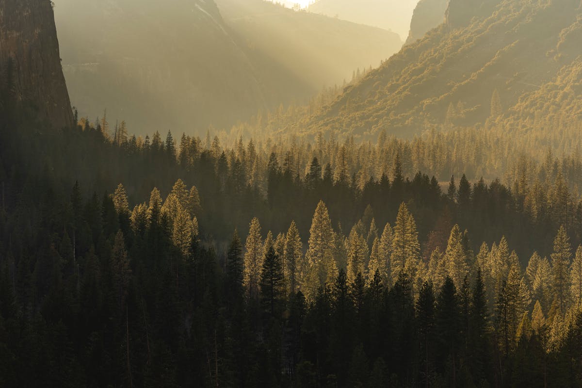 Forest 8k Wallpaper Photos, Download The BEST Free Forest 8k Wallpaper ...