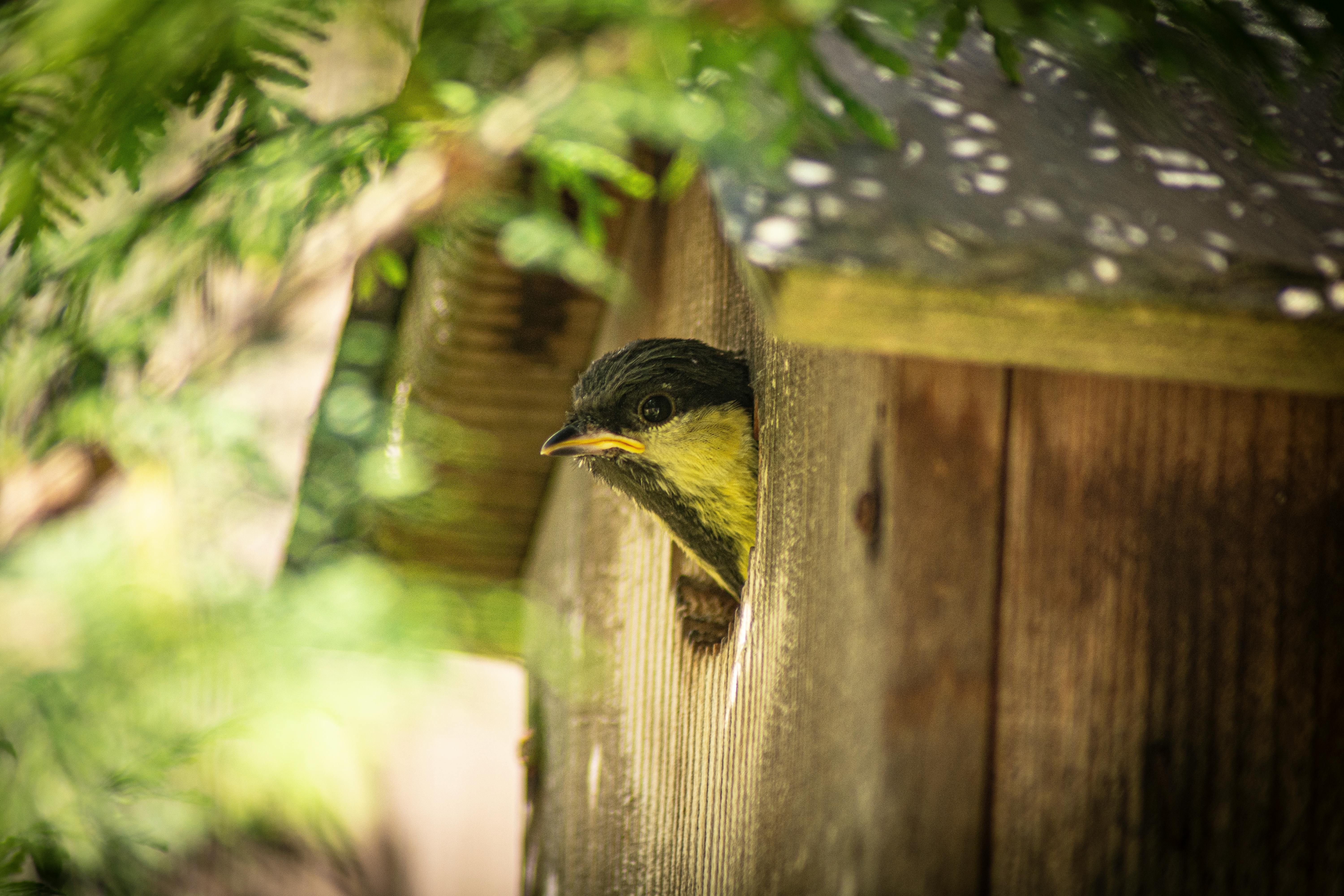 Bird Peeking Out of Birdhouse · Free Stock Photo