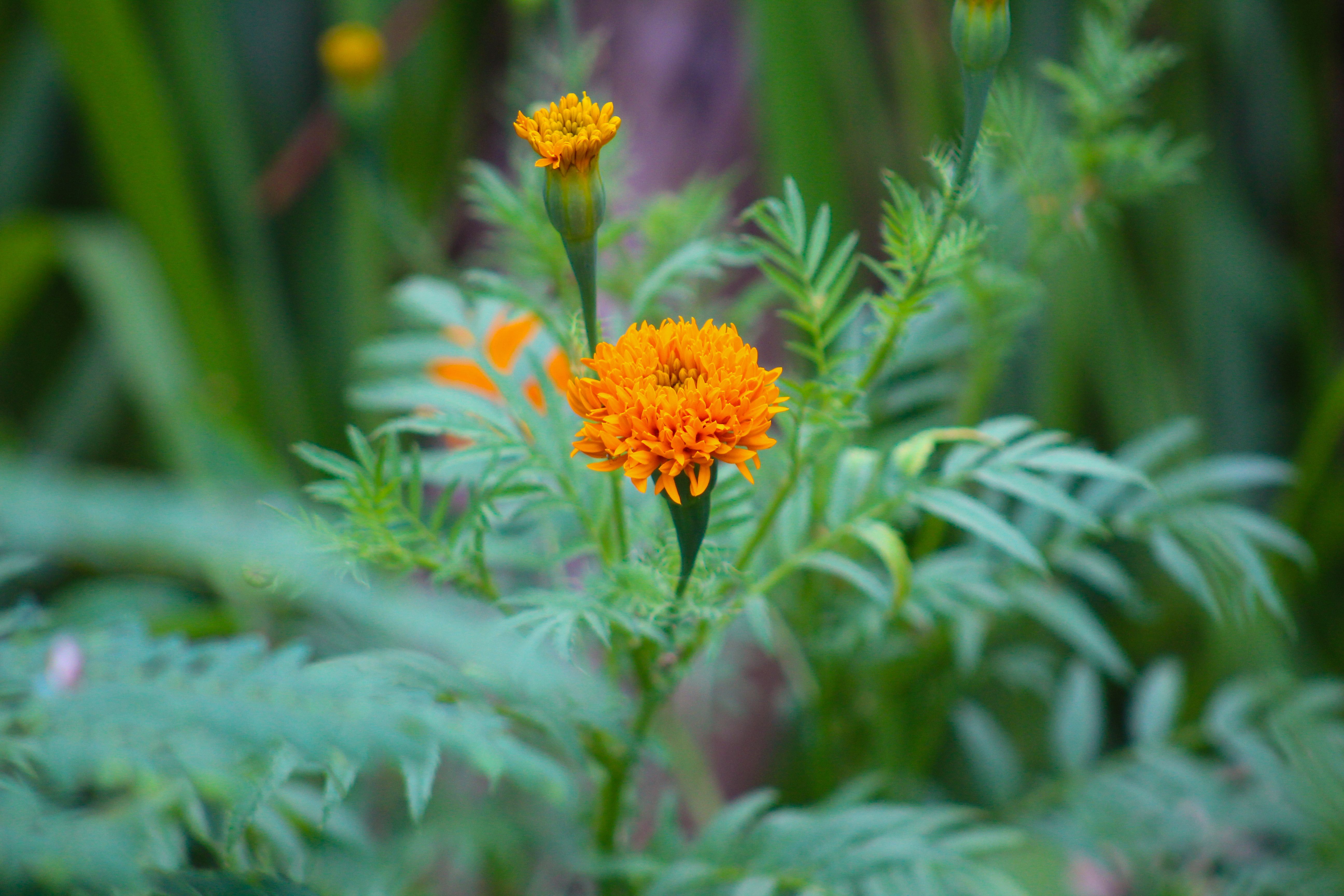 Close up of Marigold Flower · Free Stock Photo