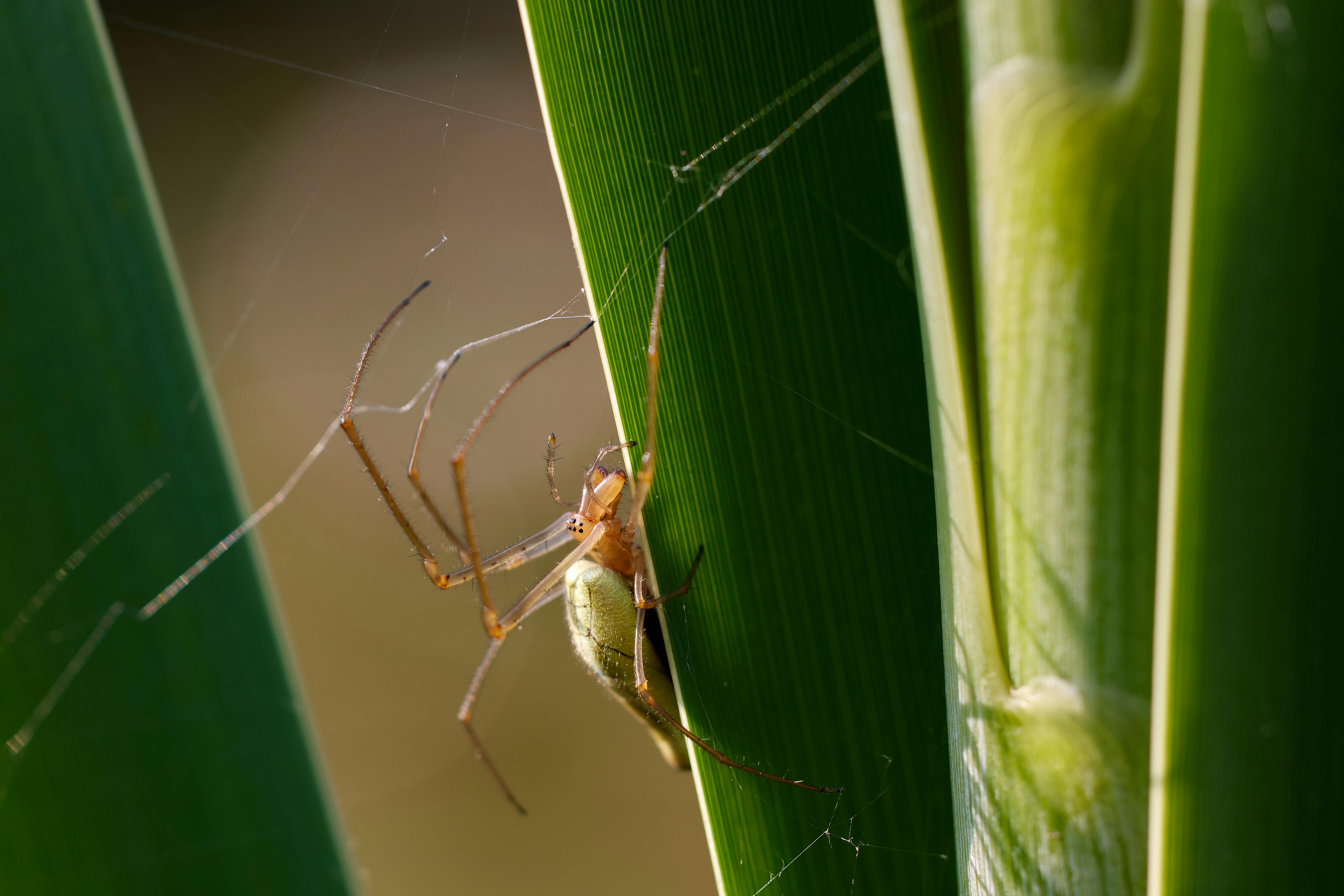 Spider Fixing its Web · Free Stock Photo
