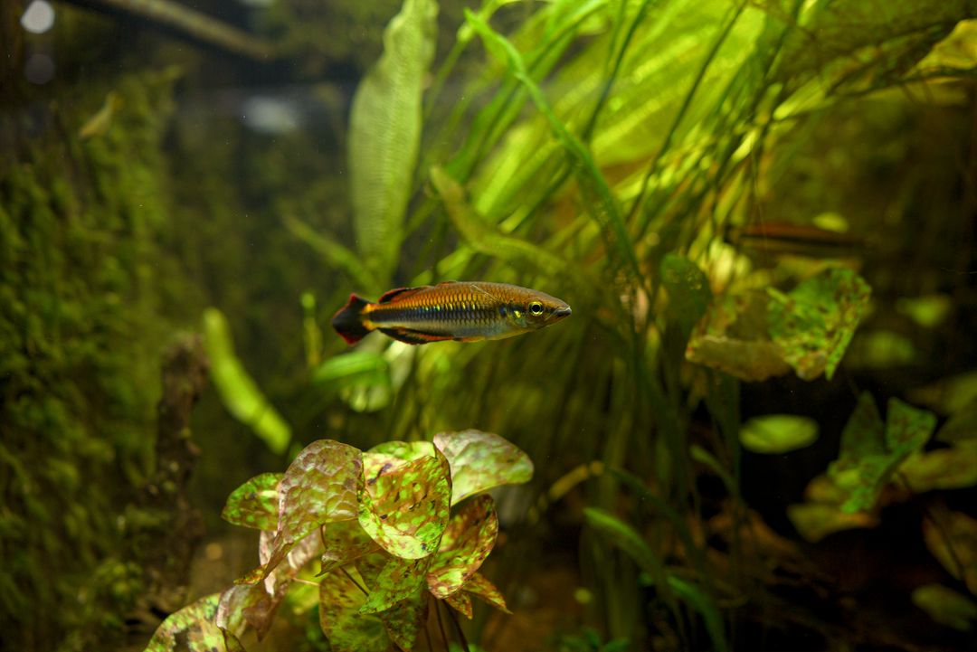 Phoenix Rasboras Boraras Merah: Easy Care Guide & Profile