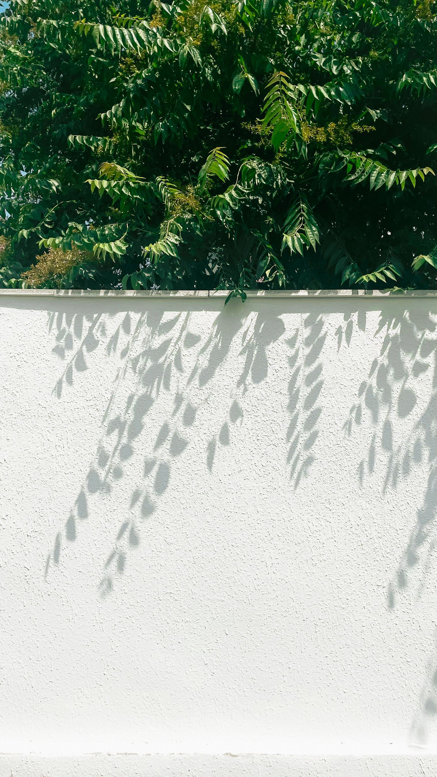 Shadow of Tree on White Wall · Free Stock Photo