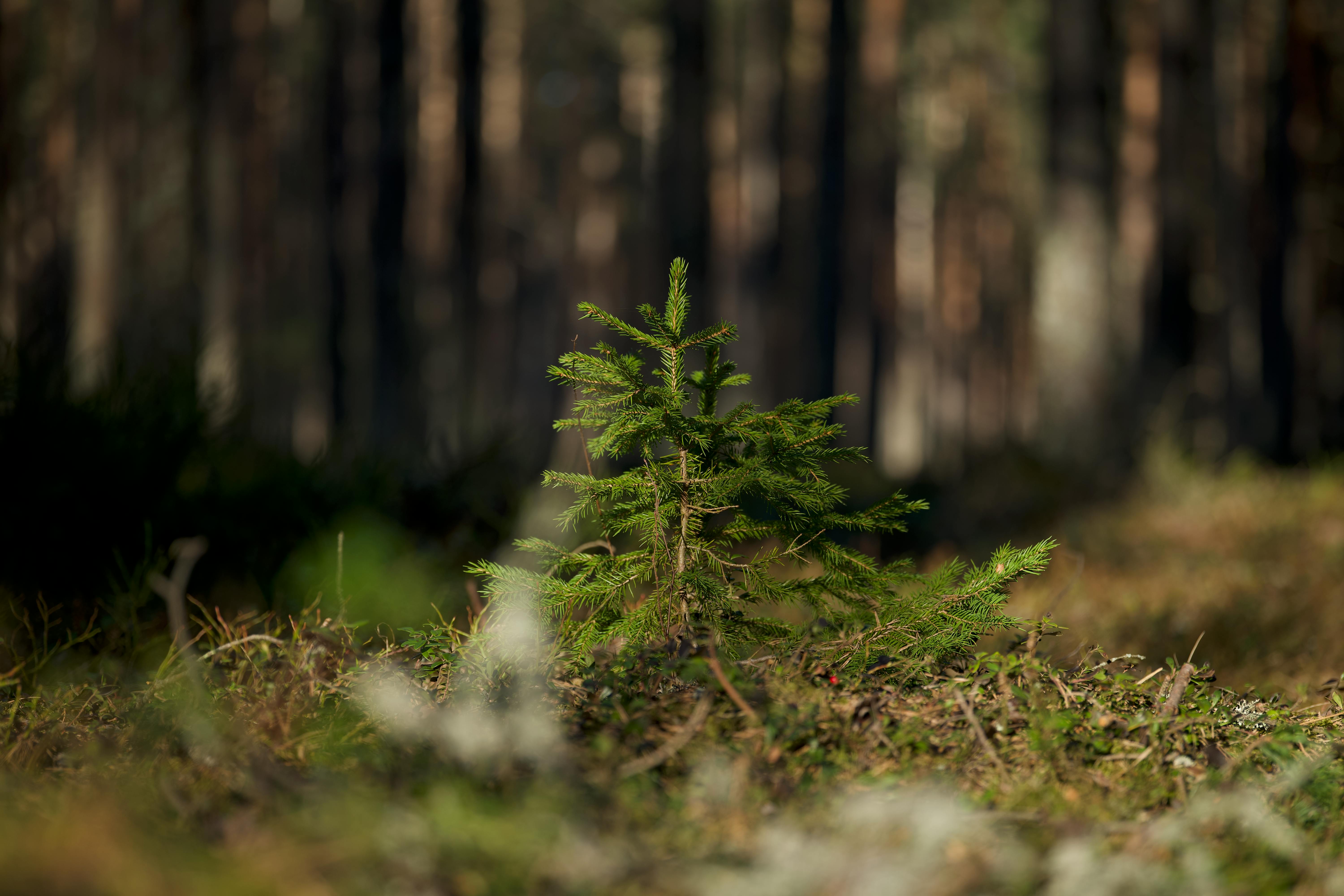Sapling of Conifer Tree in Forest · Free Stock Photo