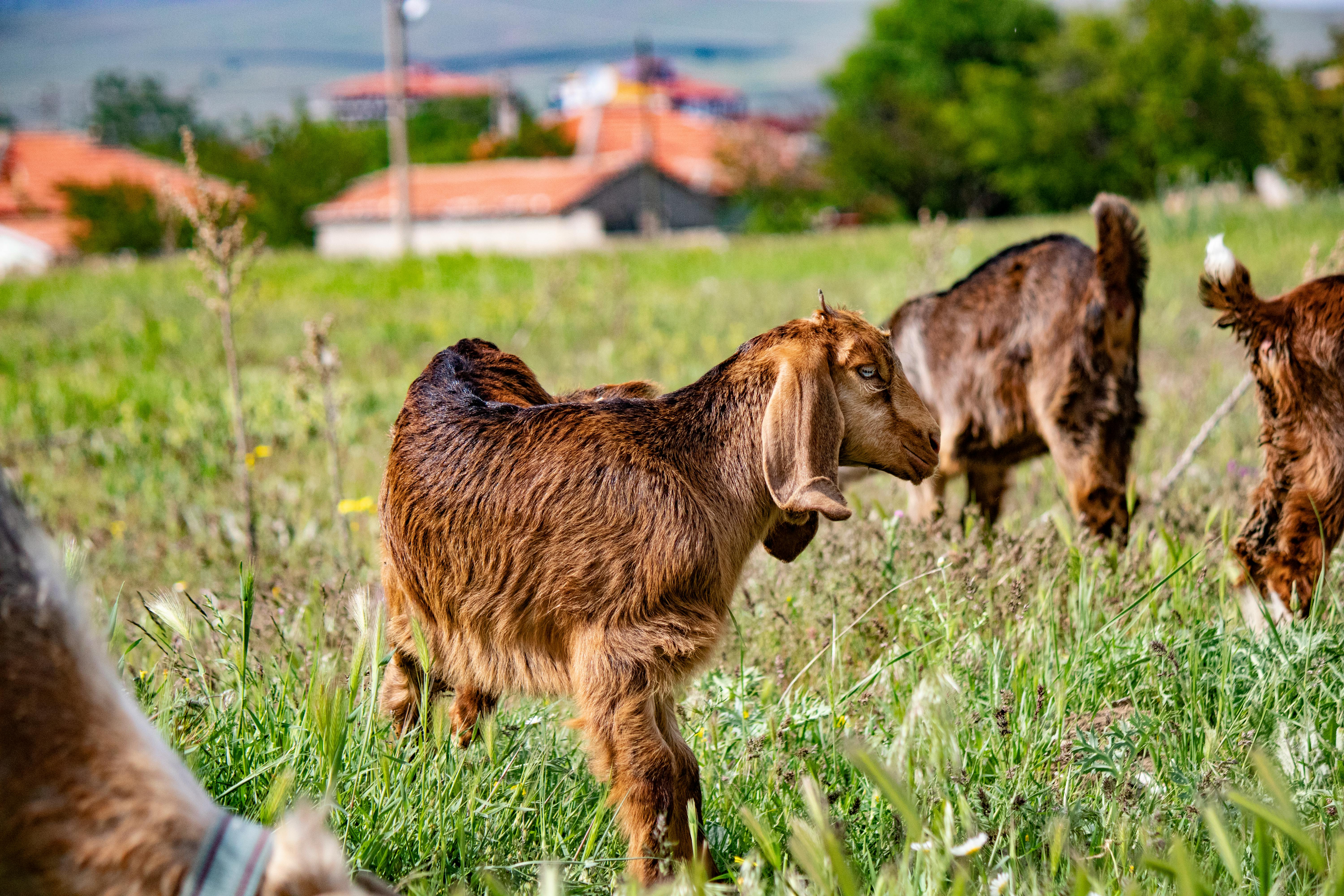 Goats on Grass · Free Stock Photo