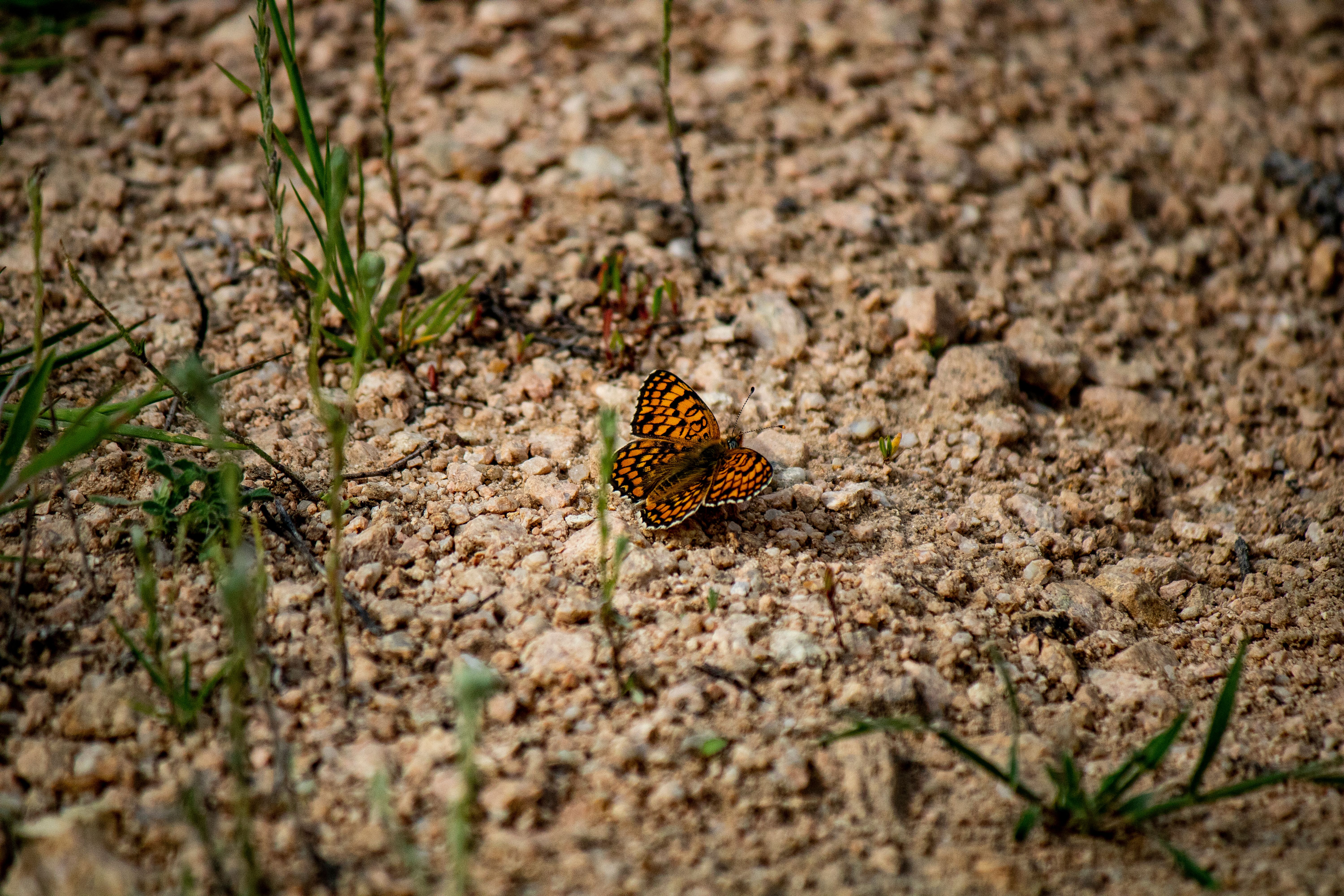 Butterfly on Ground · Free Stock Photo