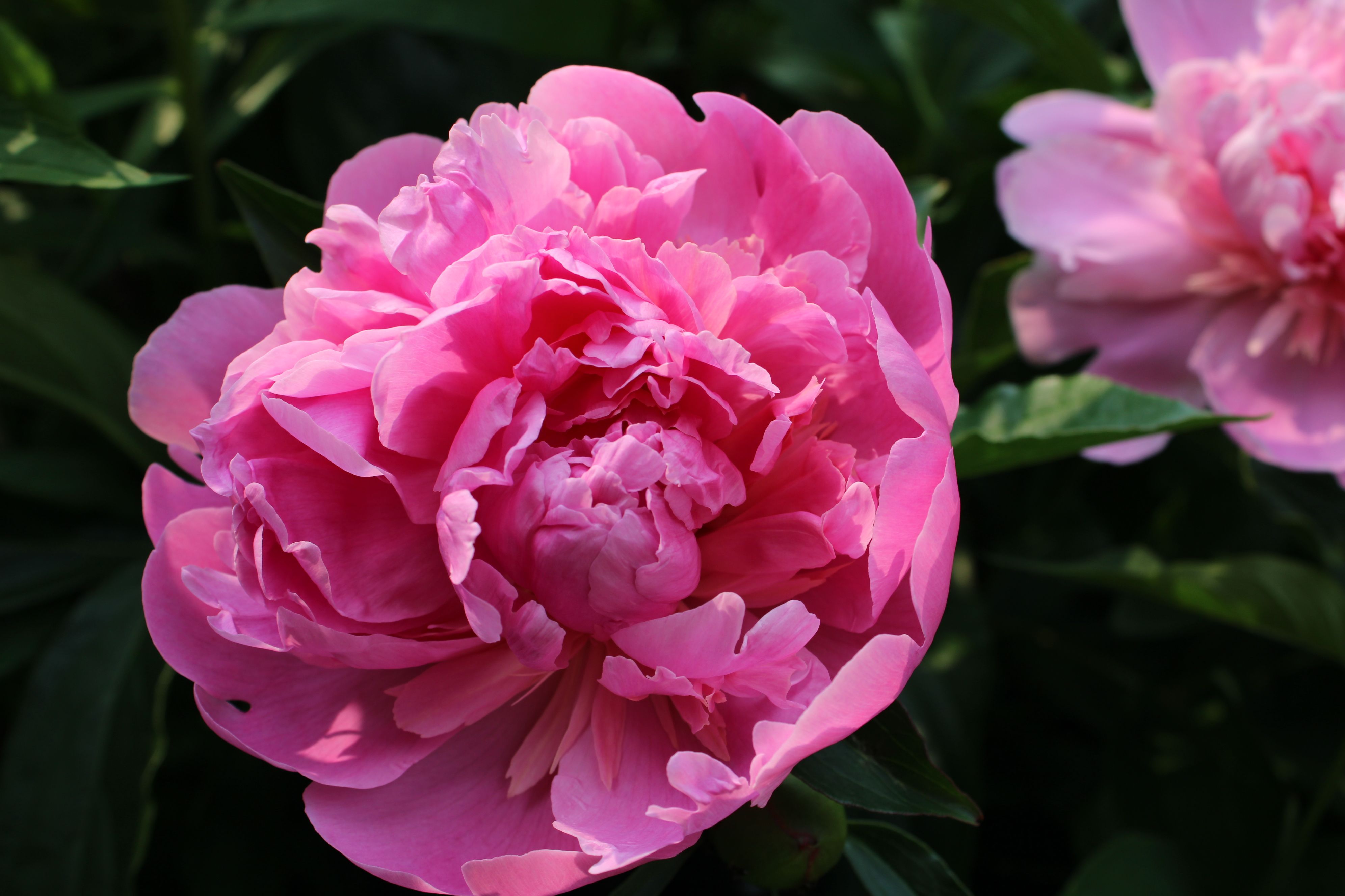 Close up of a Peony · Free Stock Photo