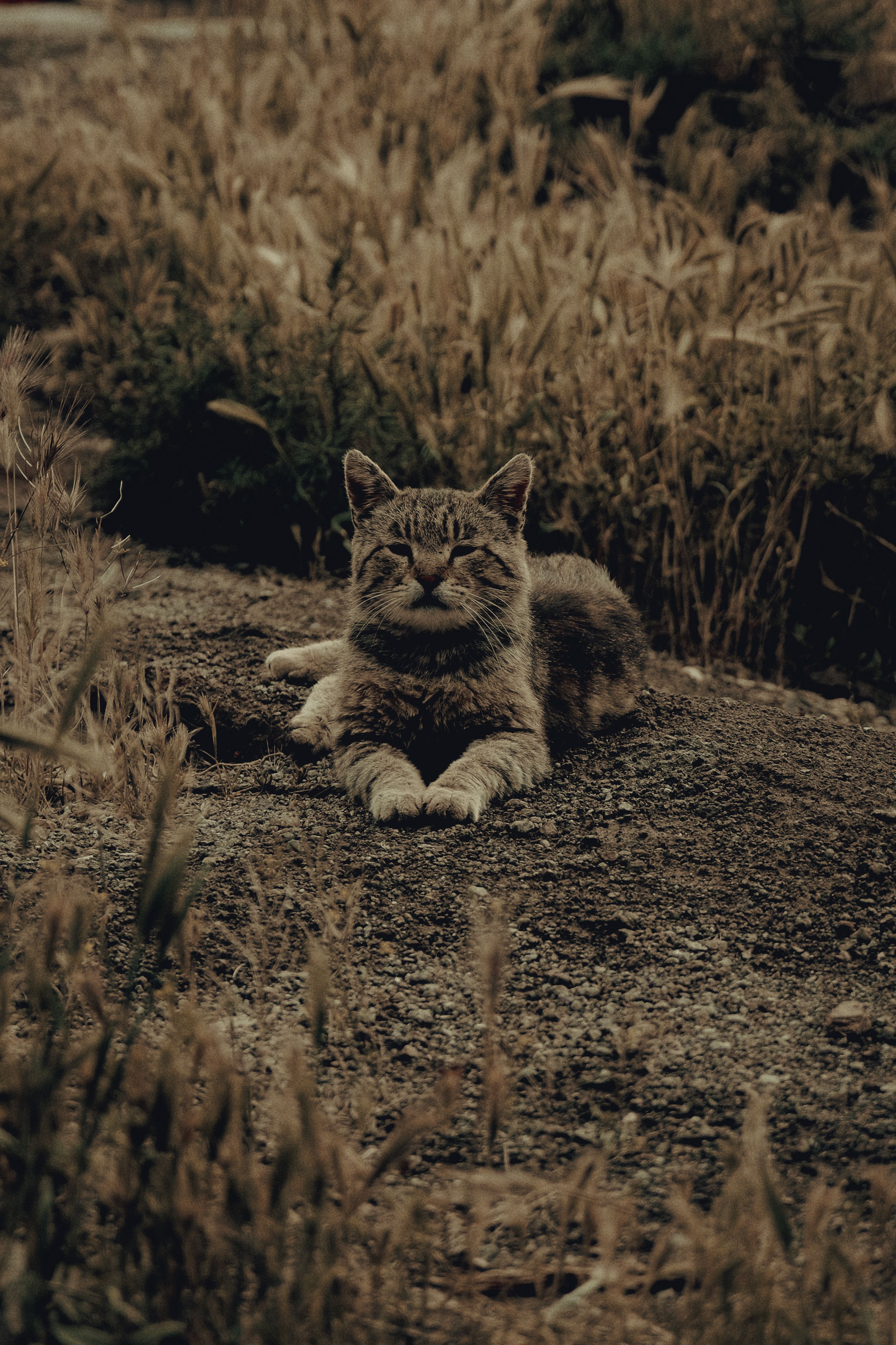 A cat laying on the ground in a field · Free Stock Photo